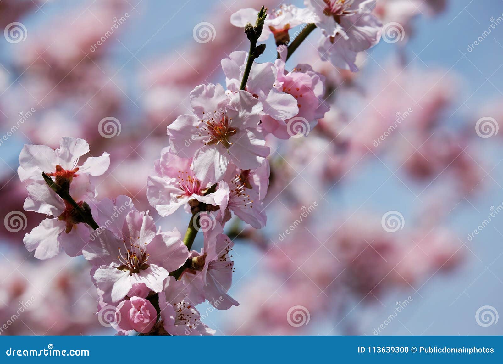 Blossom, Pink, Spring, Branch Picture. Image: 113639300