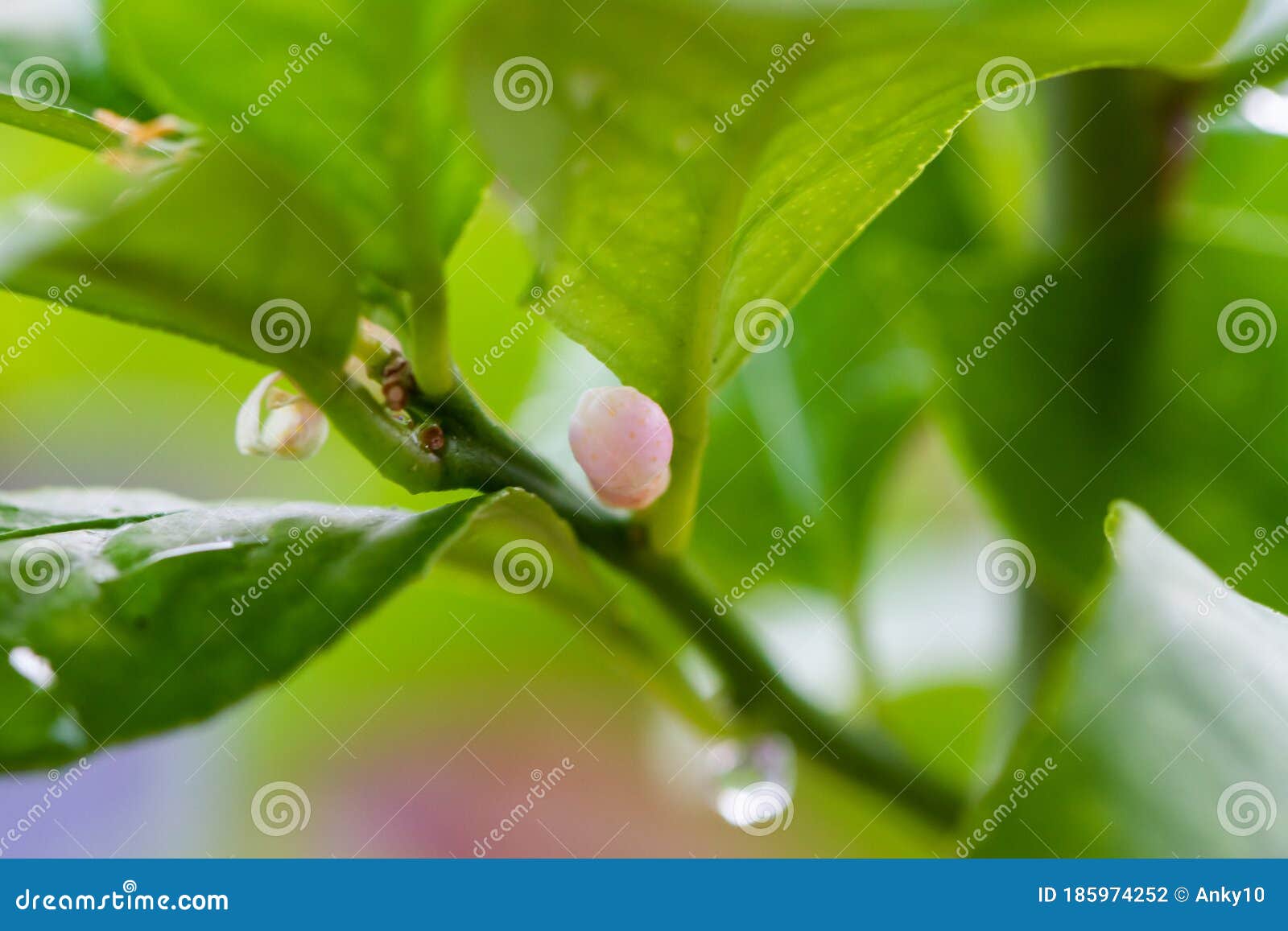 Blossom of Potted Lemon Tree Citrus Limon Stock Photo - Image of ...