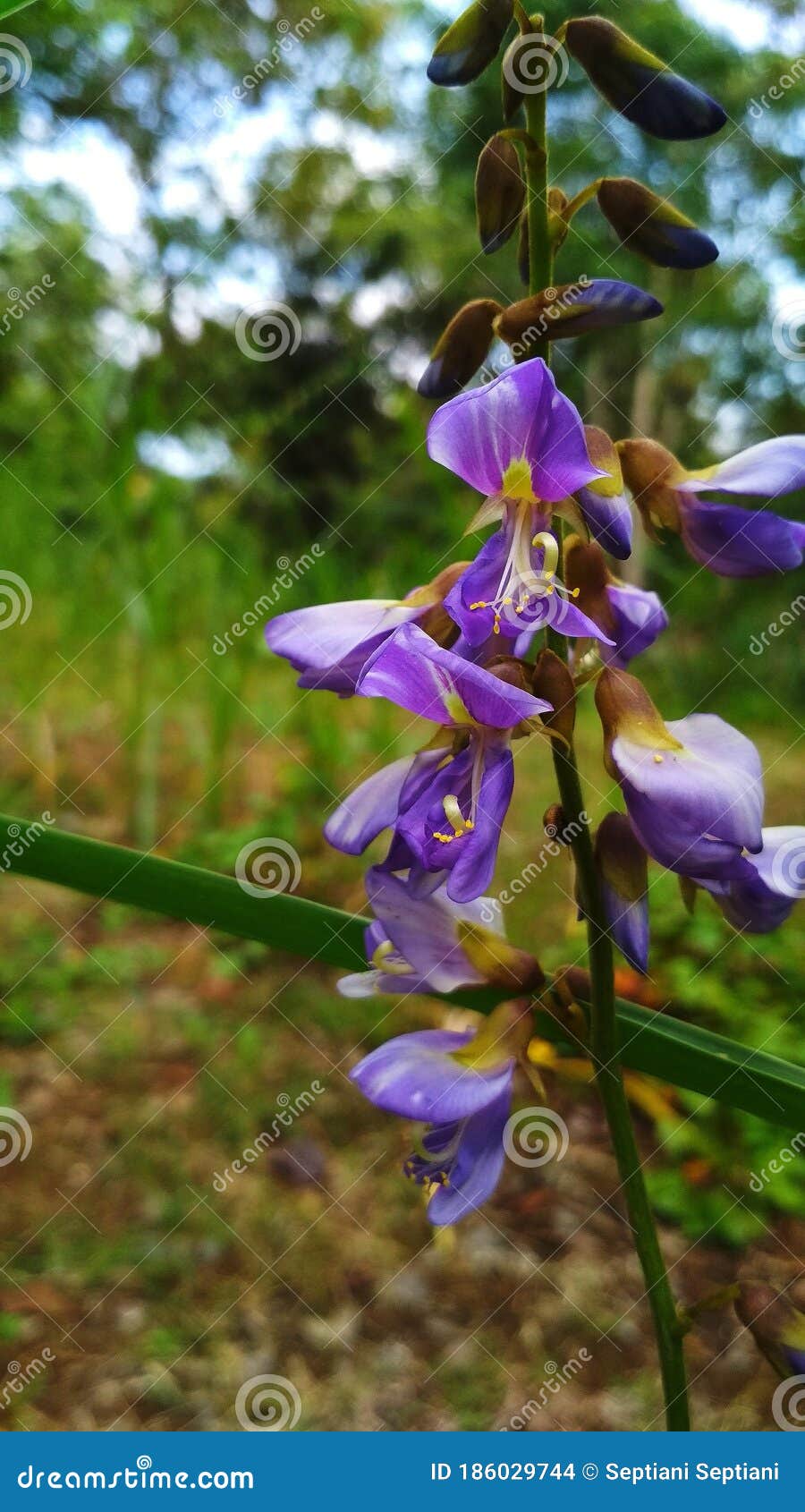 Blossom Purple Jicama Flower Stock Photo - Image of jicama, nature ...