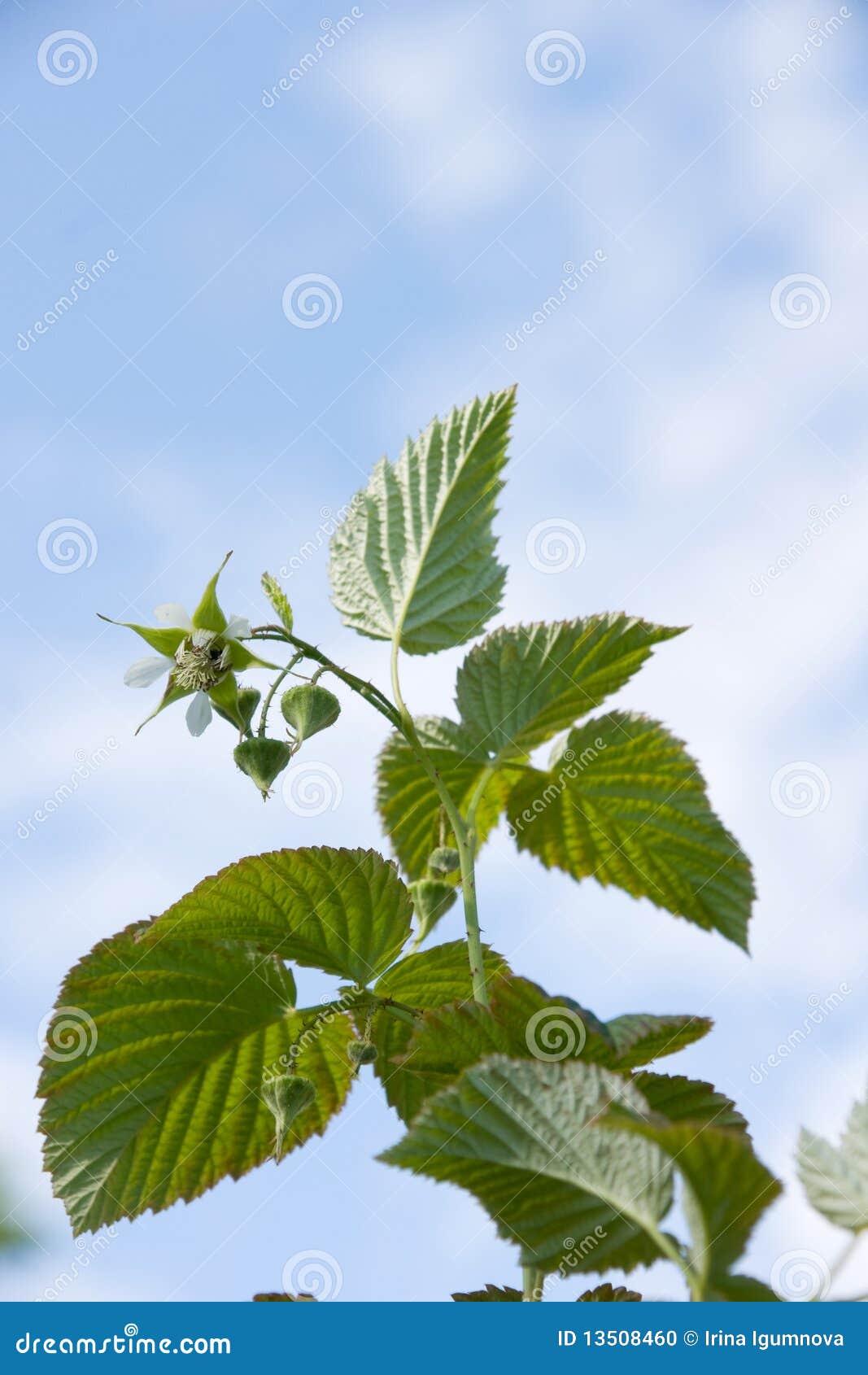 Blossom of the raspberry stock photo. Image of sheet - 13508460