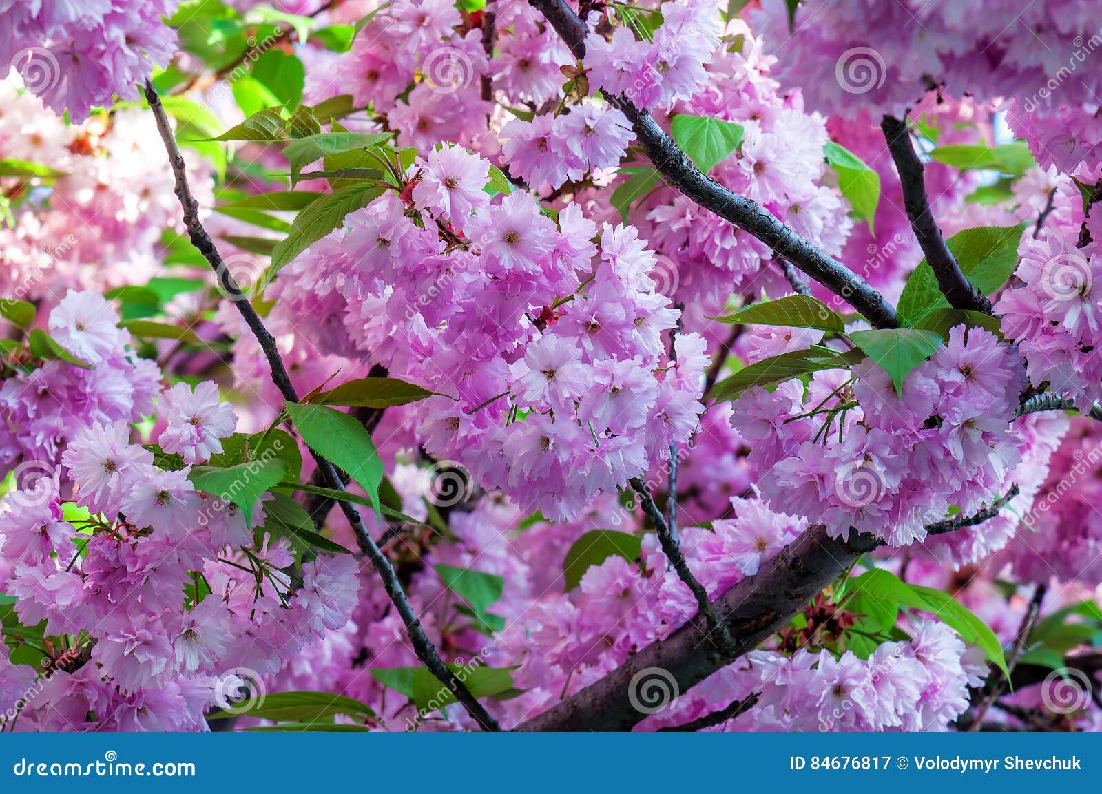 Blossom of sakura tree stock image. Image of blossoming - 84676817