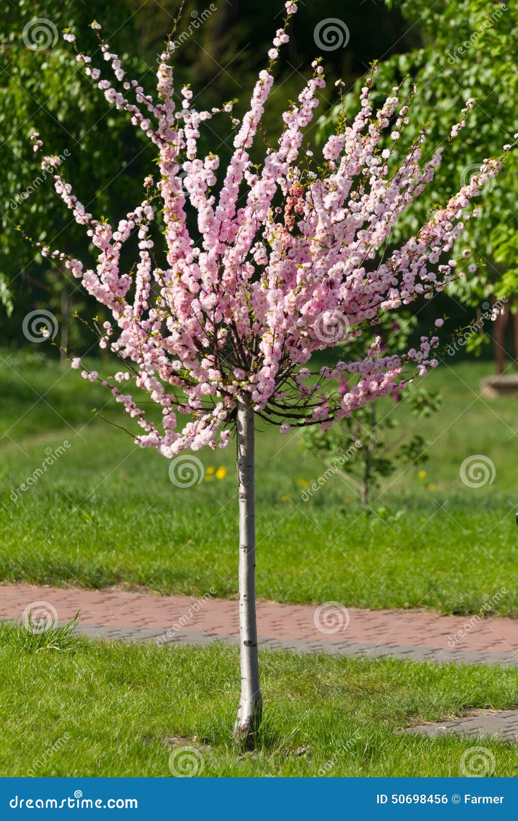 Blossom sakura tree stock photo. Image of blossoming - 50698456