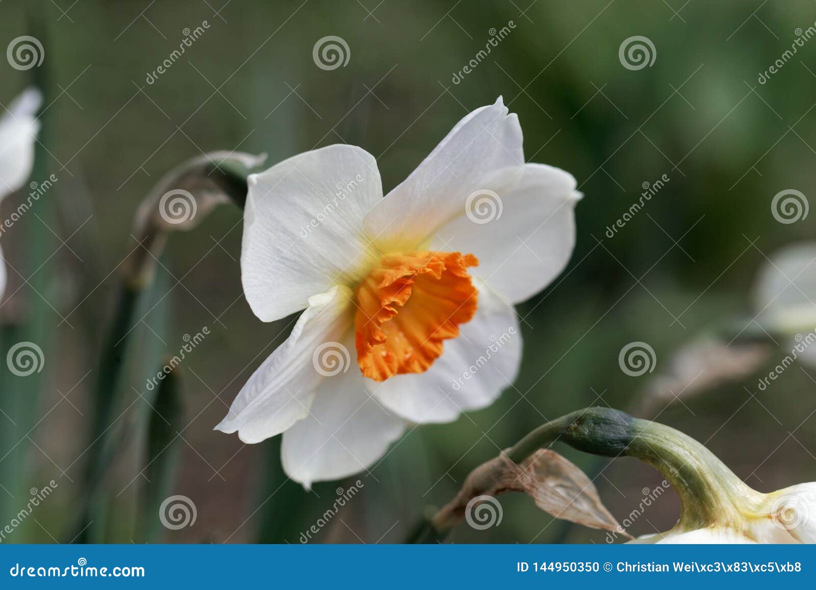 Blossom of the Small Cupped Narcissus Barret Browning Stock Photo ...