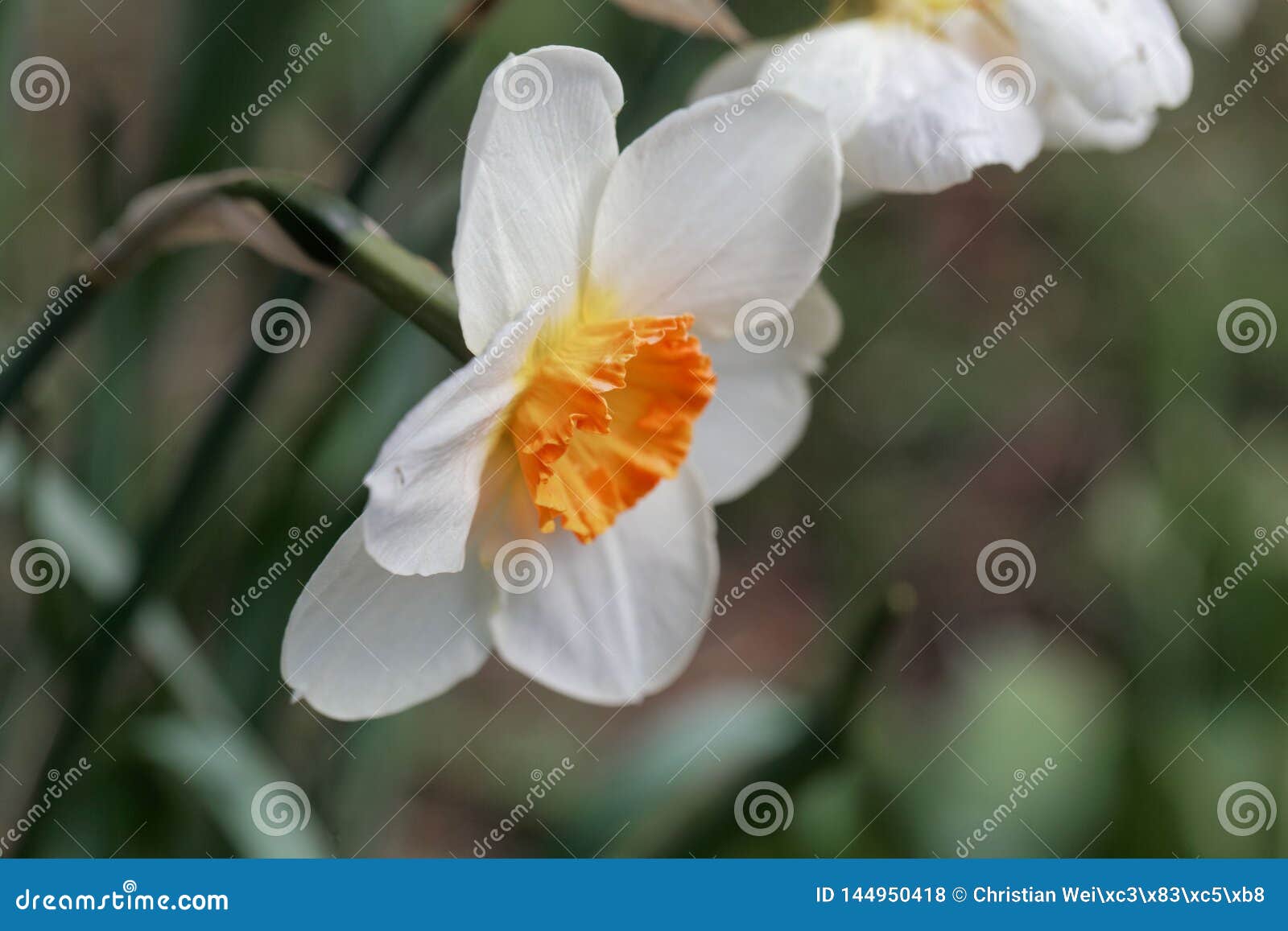 Blossom of the Small Cupped Narcissus Barret Browning Stock Photo ...