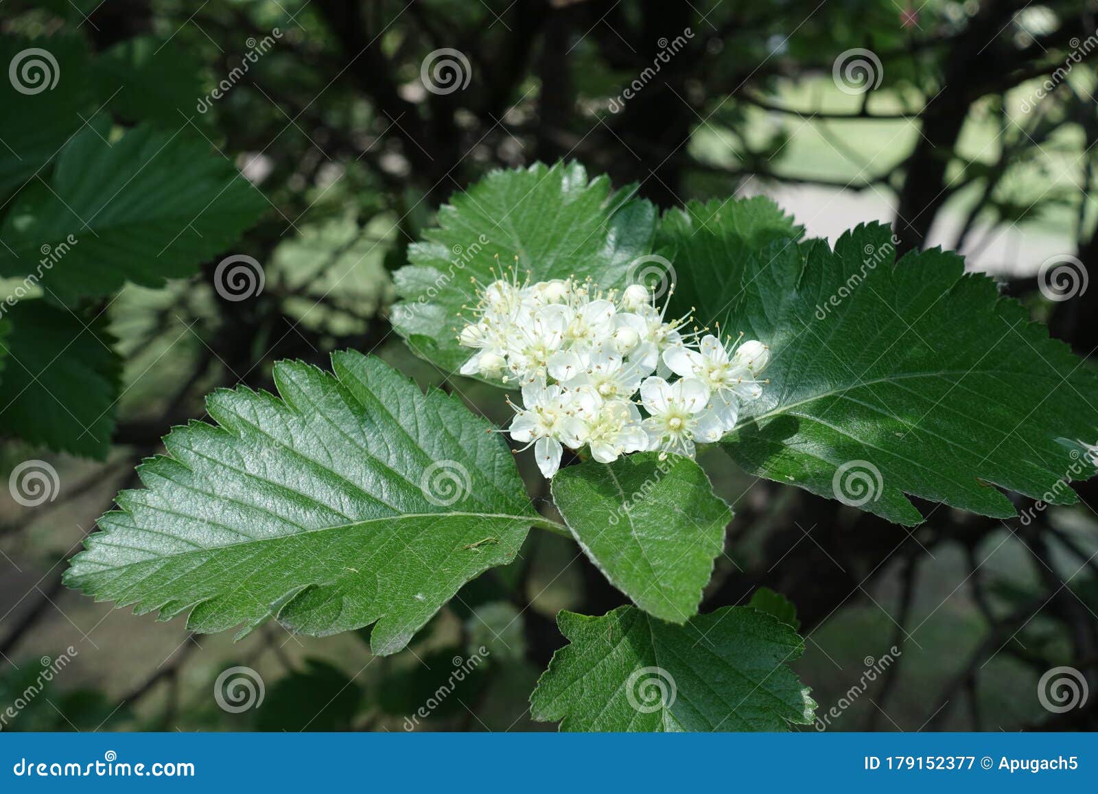 Blossom of Sorbus Aria in Mid May Stock Image - Image of twig, greenery ...