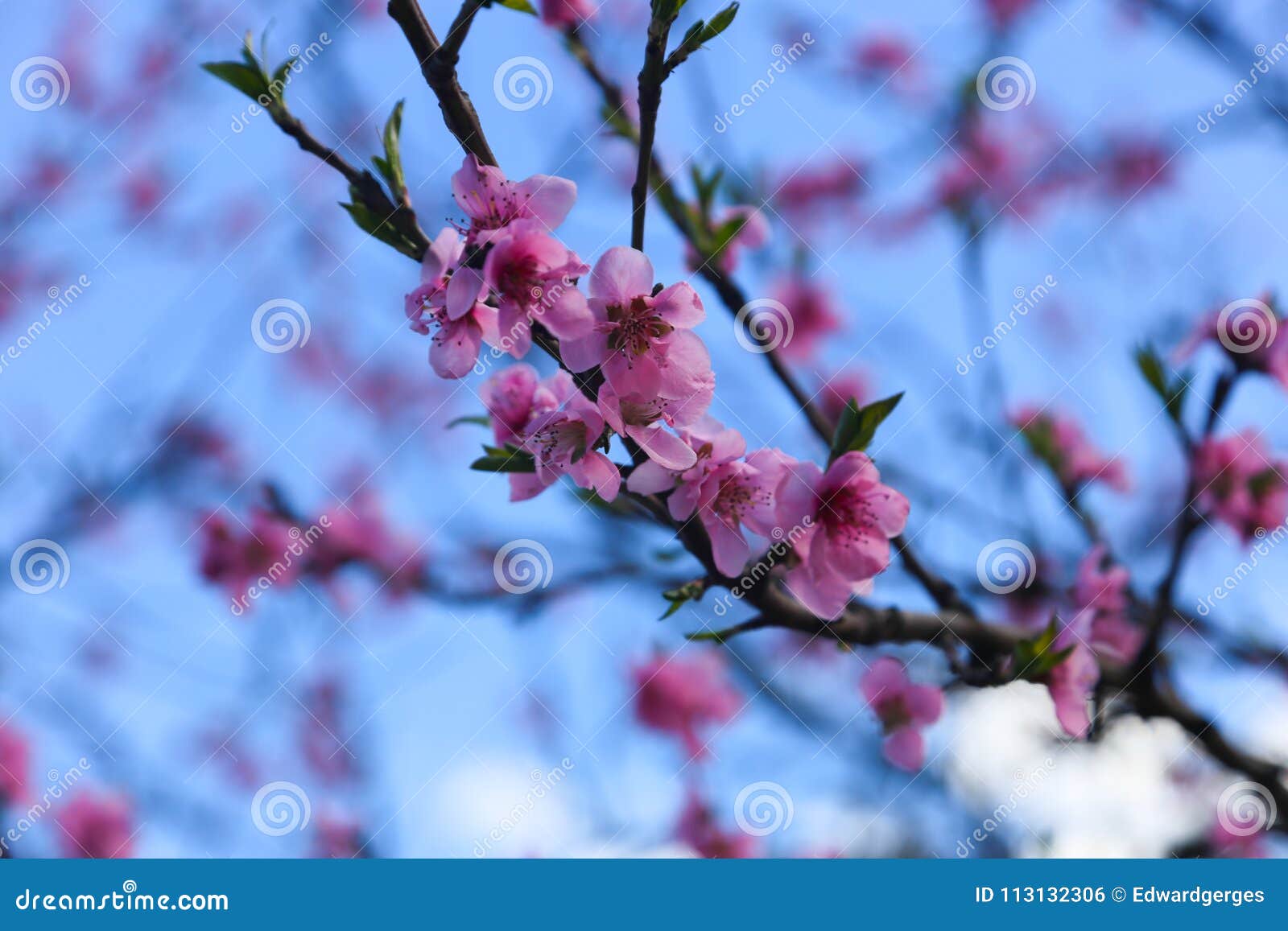 Blossom in spring stock photo. Image of blooming, isolated - 113132306