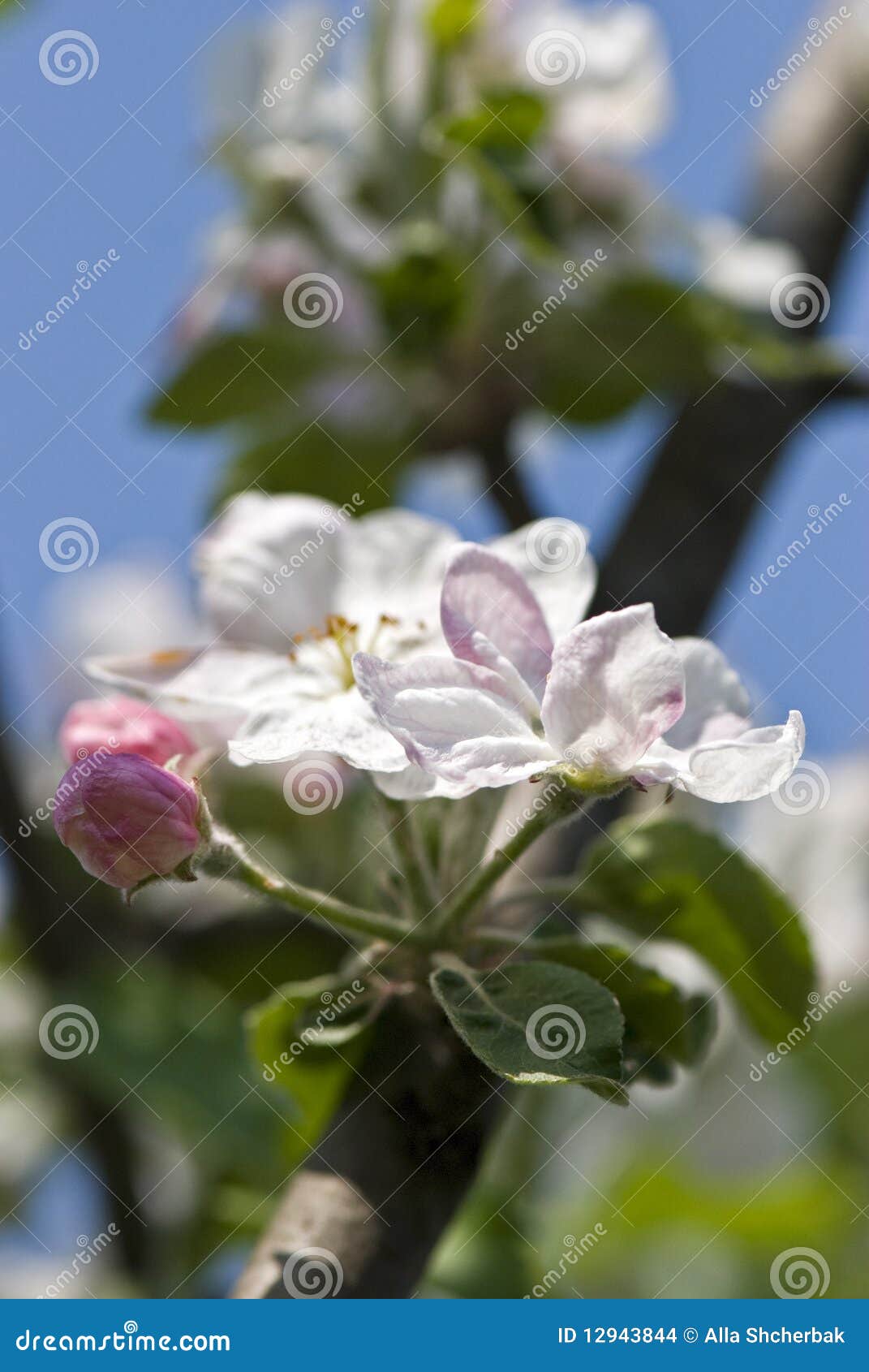 Blossom of spring cherry stock photo. Image of bloom - 12943844