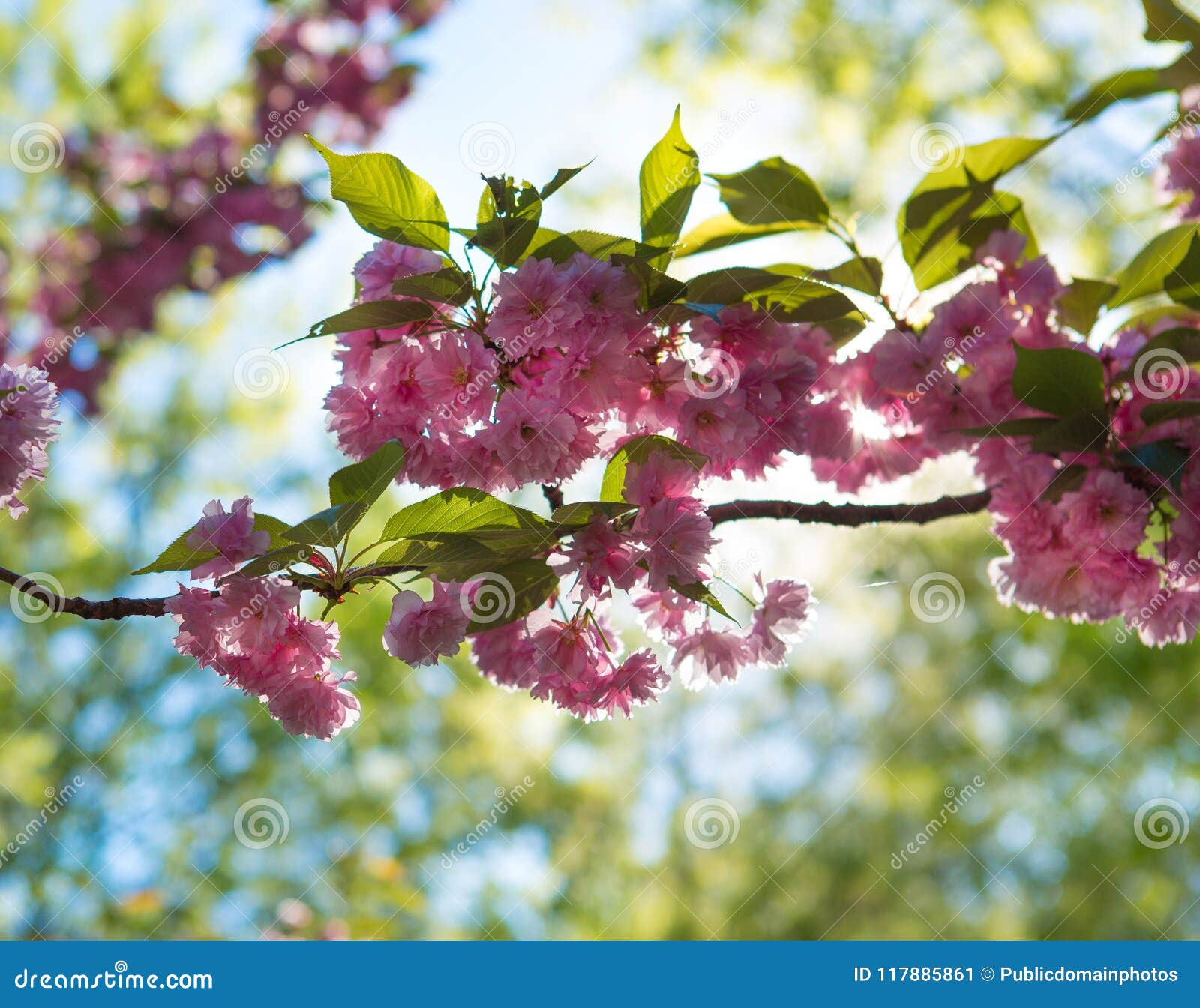 Blossom, Spring, Flower, Cherry Blossom Picture. Image: 117885861