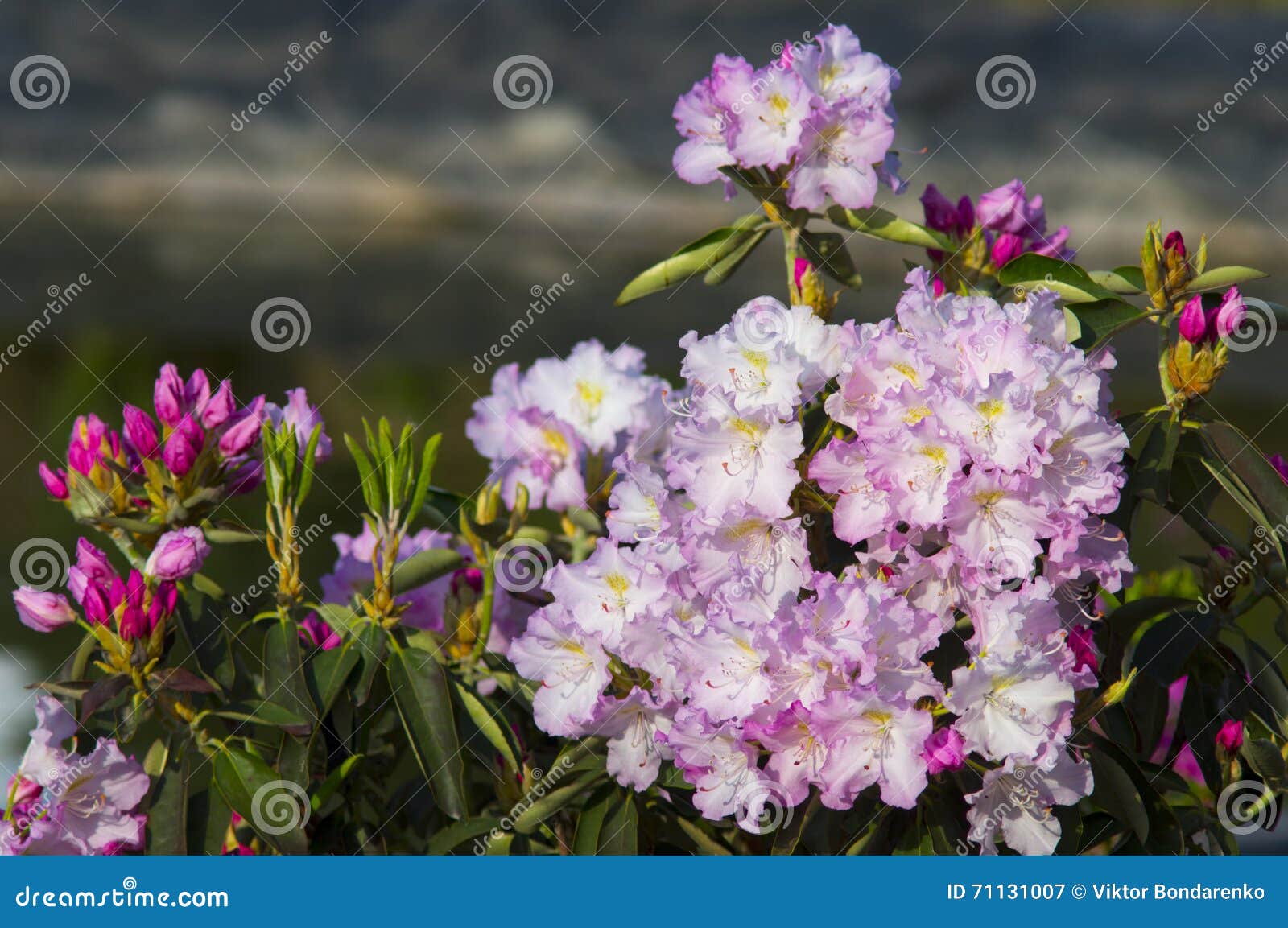 Blossom Spring Rhododendron Bush Stock Image - Image of leaf, nature ...