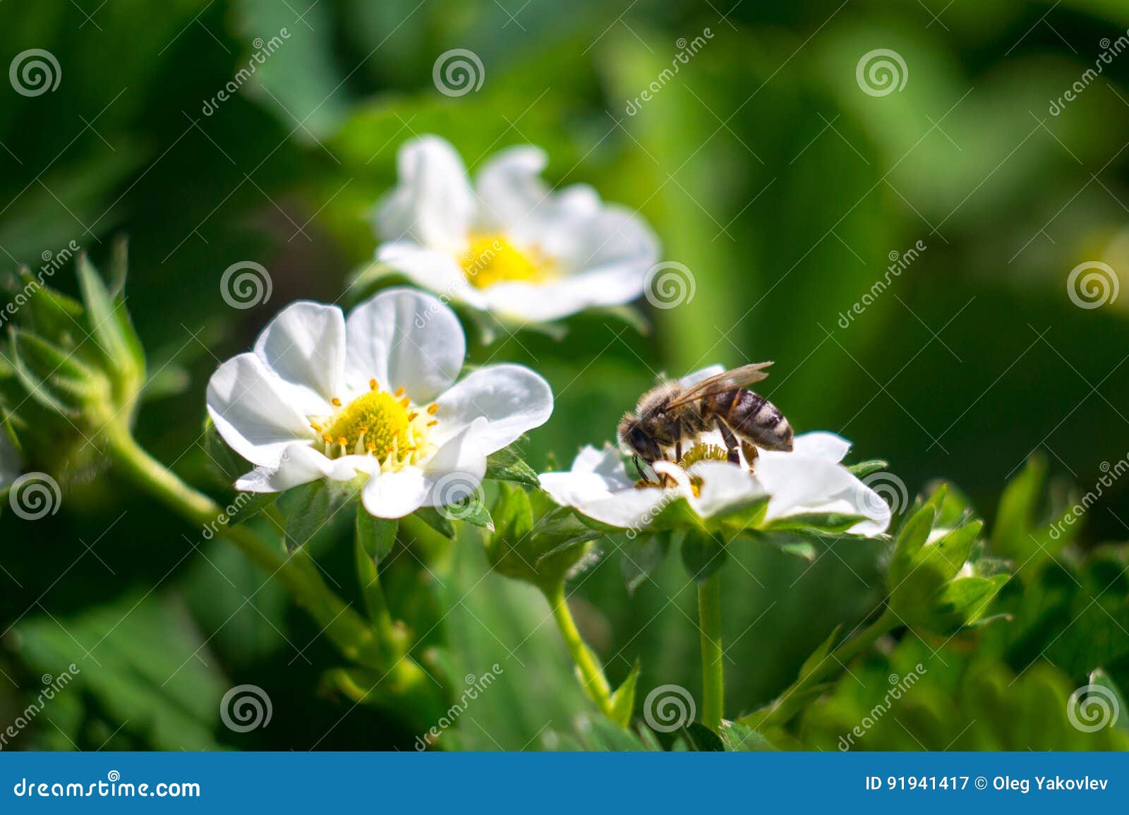 Blossom Strawberry with Bee Stock Image - Image of spring, fruit: 91941417