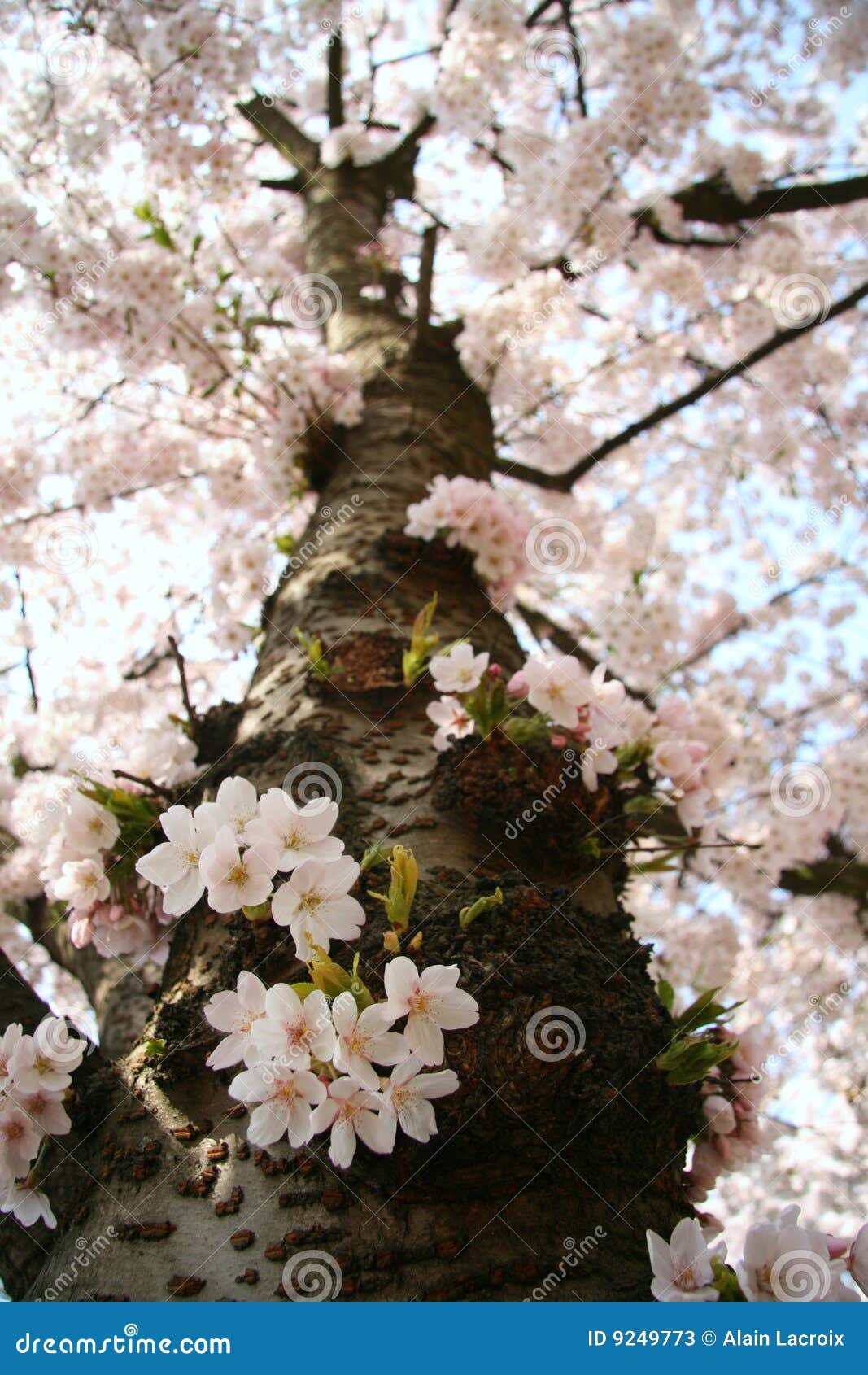 Blossom tree stock image. Image of floral, colors, creative - 9249773
