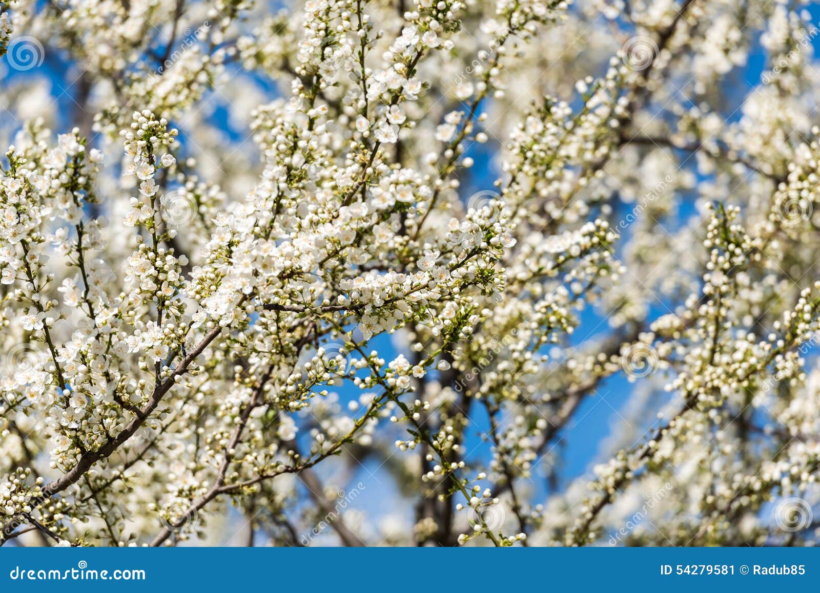 Blossom Tree Branches with White Flowers Stock Image - Image of macro ...