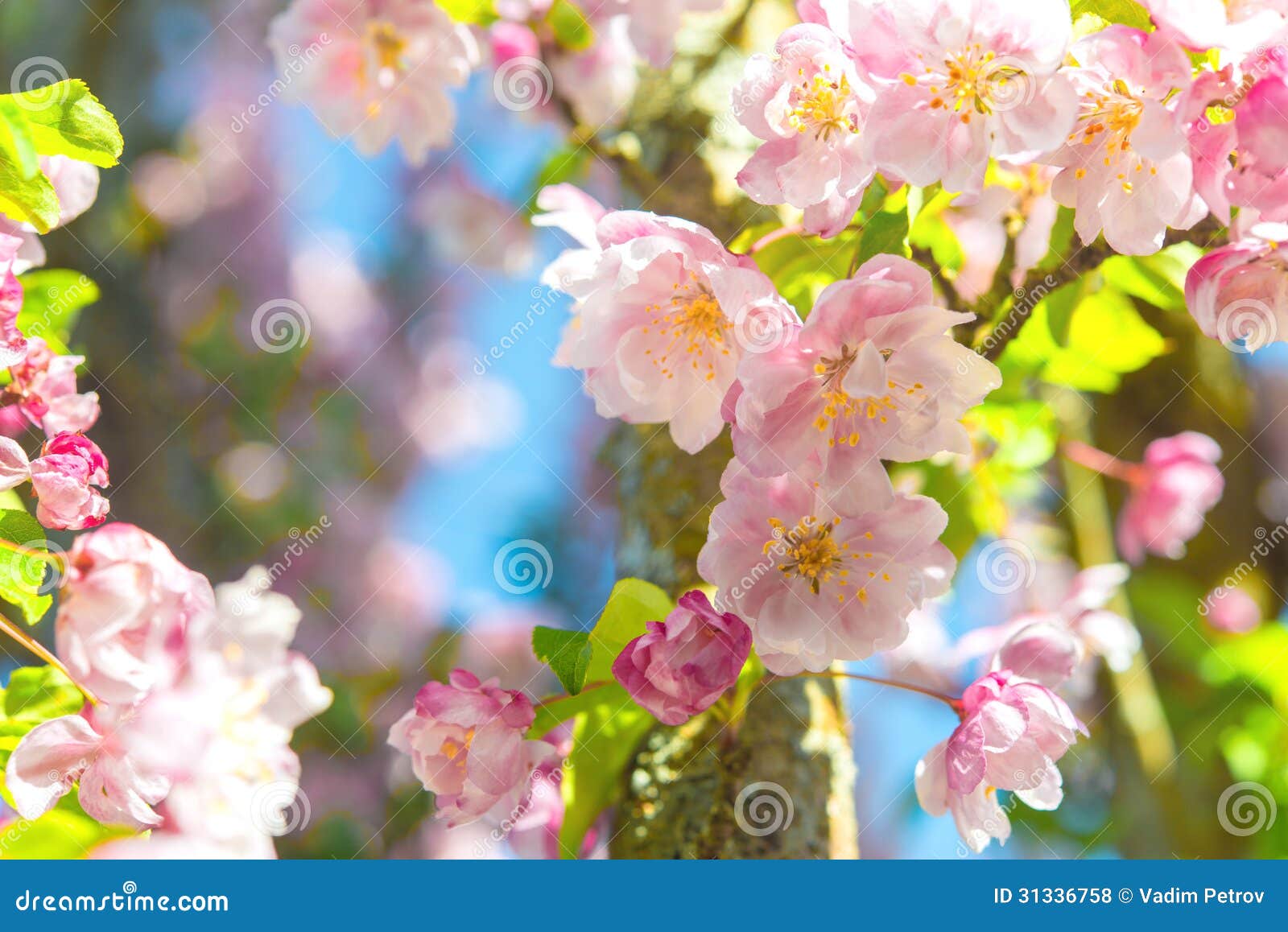 Blossom Tree Closeup stock photo. Image of seasonal, blurred - 31336758