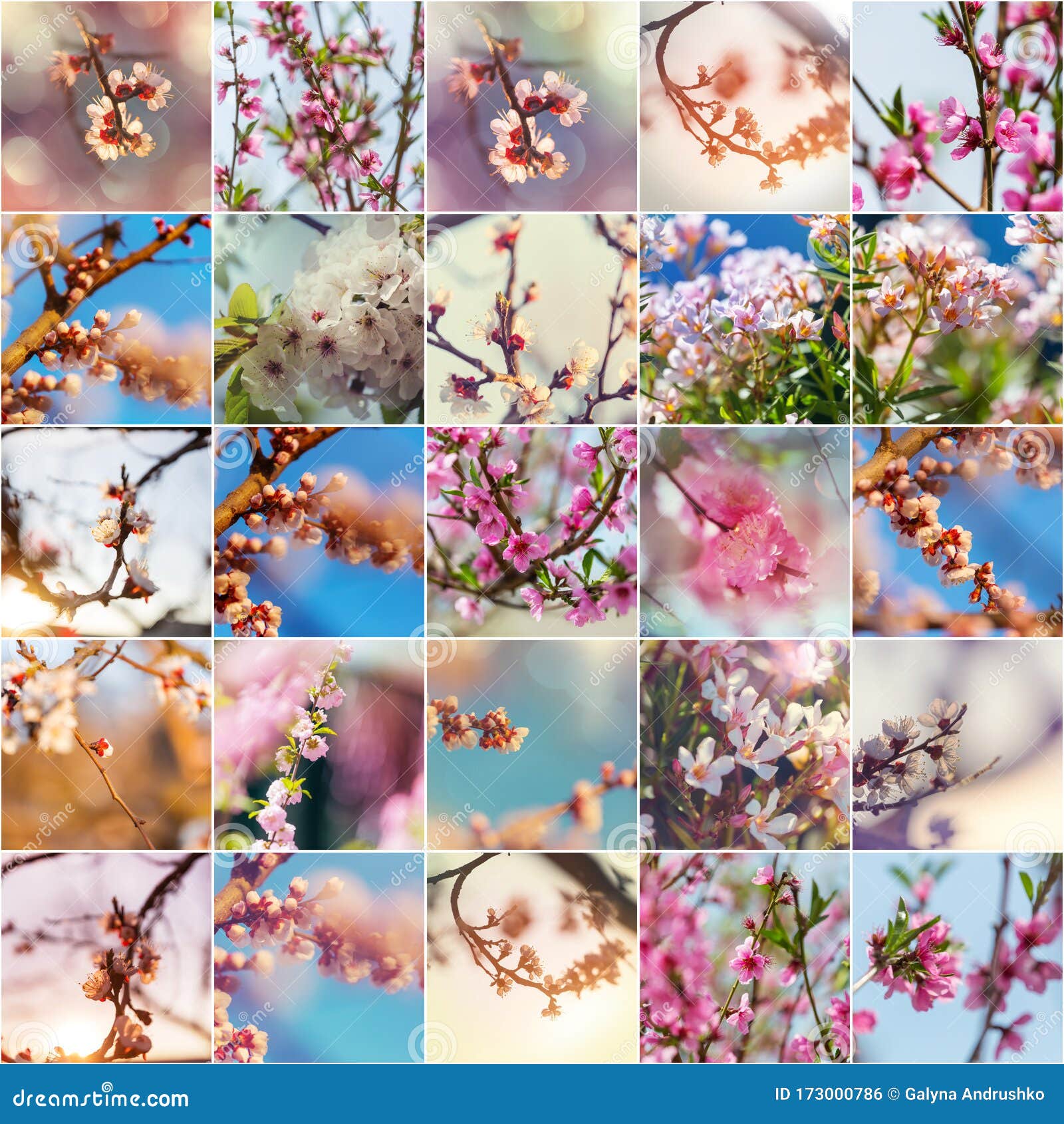 Blossom tree collage stock photo. Image of backdrop - 173000786