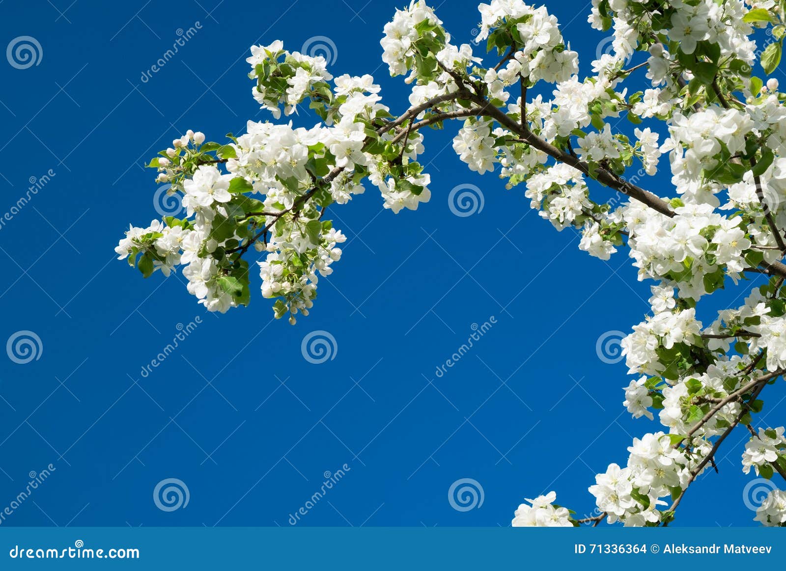 Blossom Tree Over Nature Spring Flowers Blue Sky Horizontal Background ...