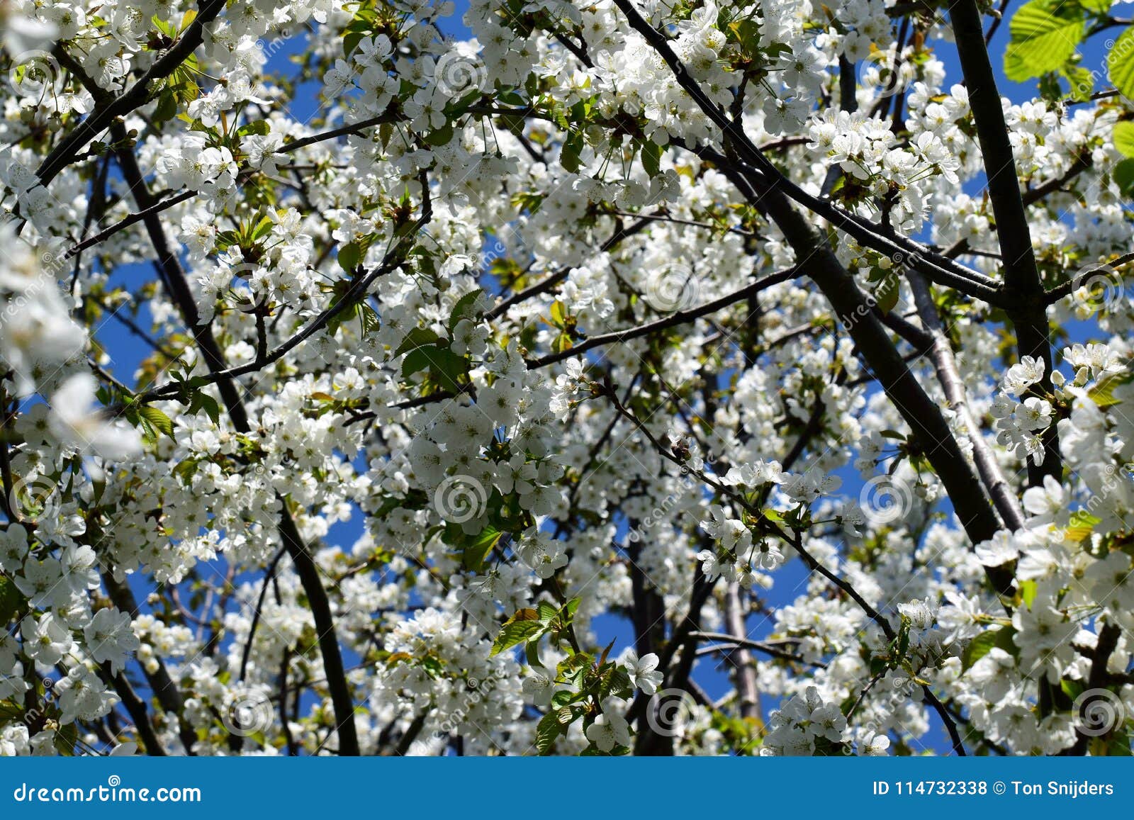 Blossom Tree in Small Forest Stock Photo - Image of warm, front: 114732338