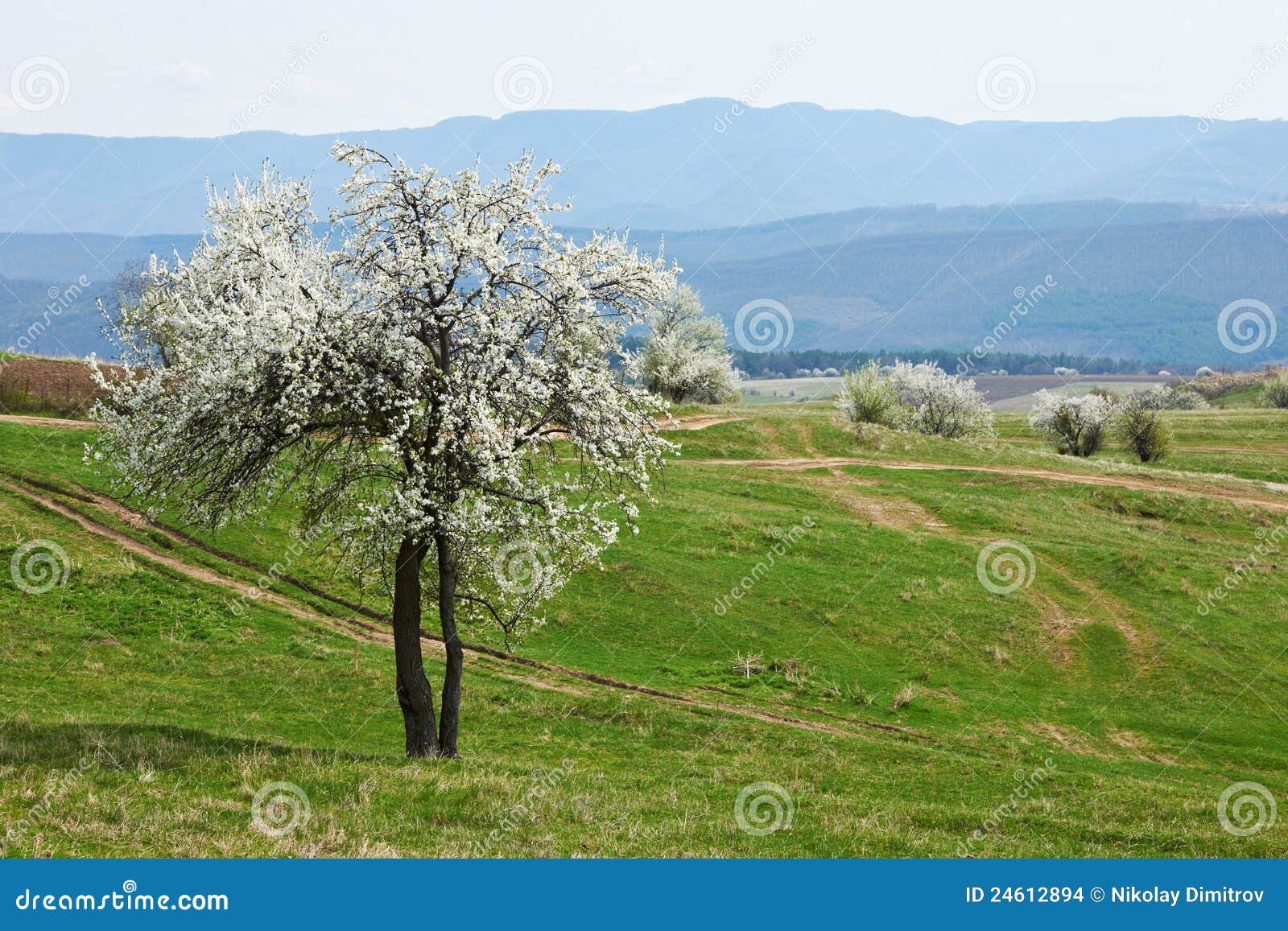 Blossom Tree in Spring Season Stock Photo - Image of season, grass ...
