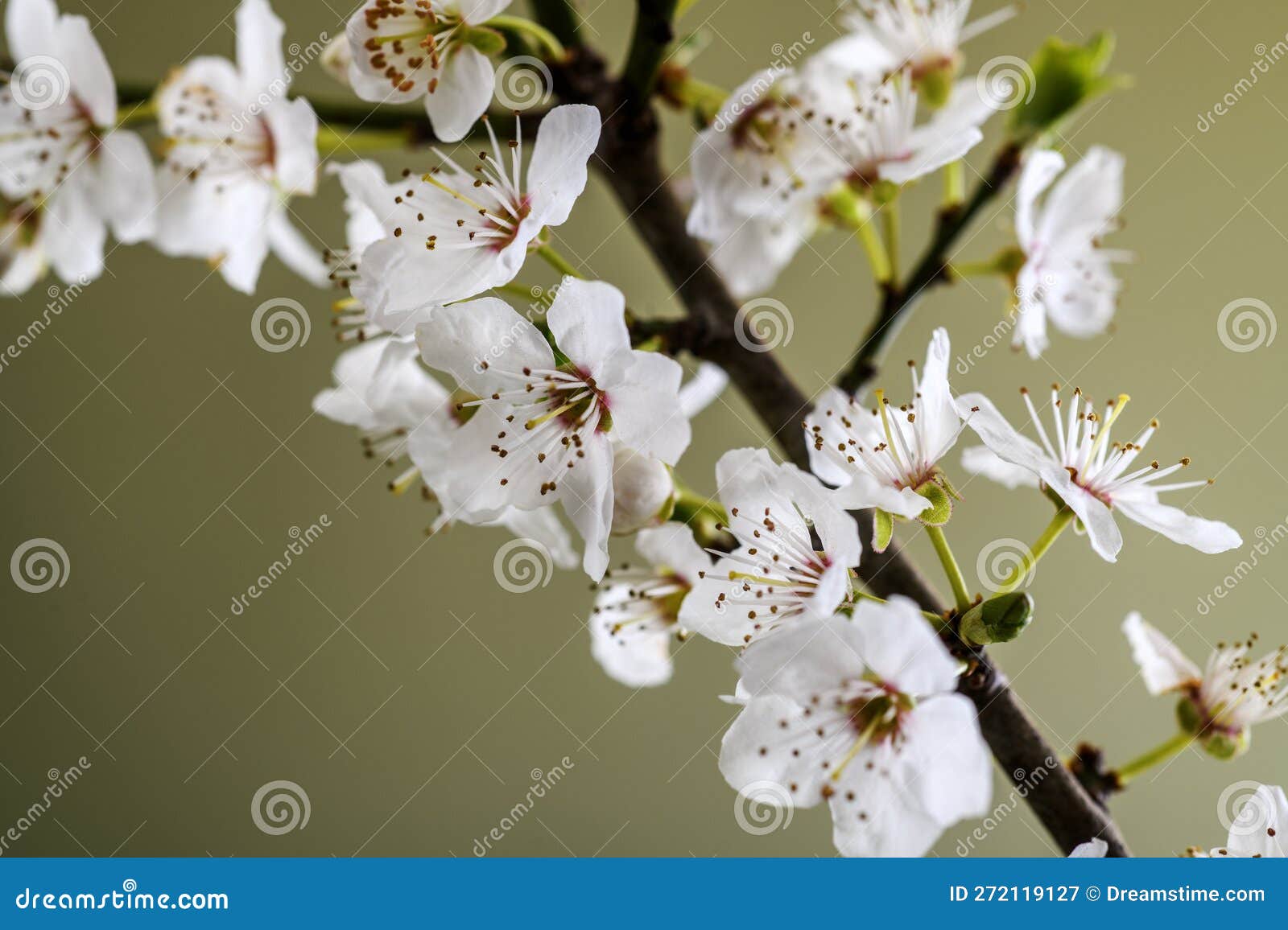 Blossom of a Tree in Spring Time Stock Image - Image of twig, studio ...
