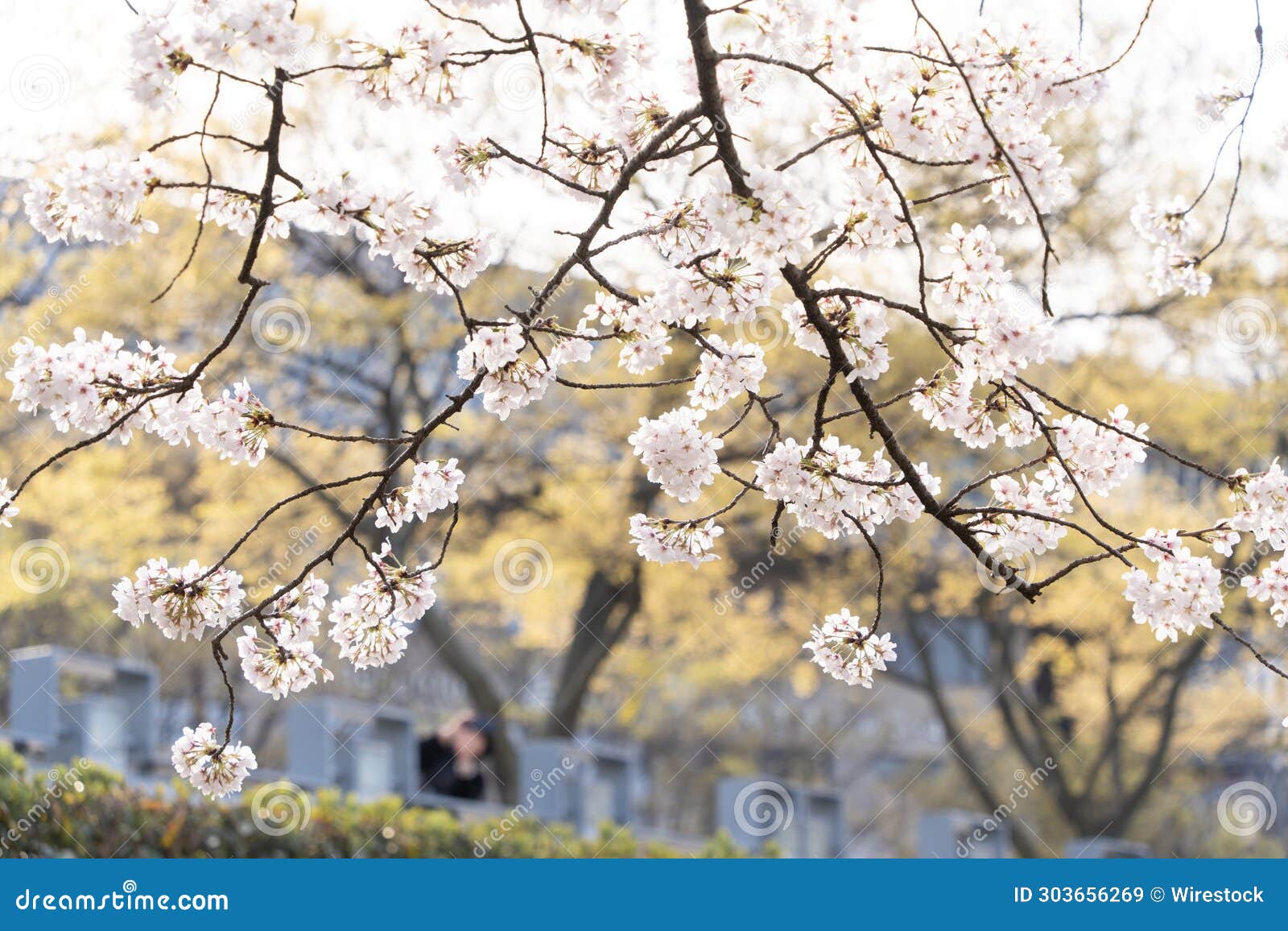 Blossom Trees in a Sunny Outdoor Setting Stock Image - Image of bright ...