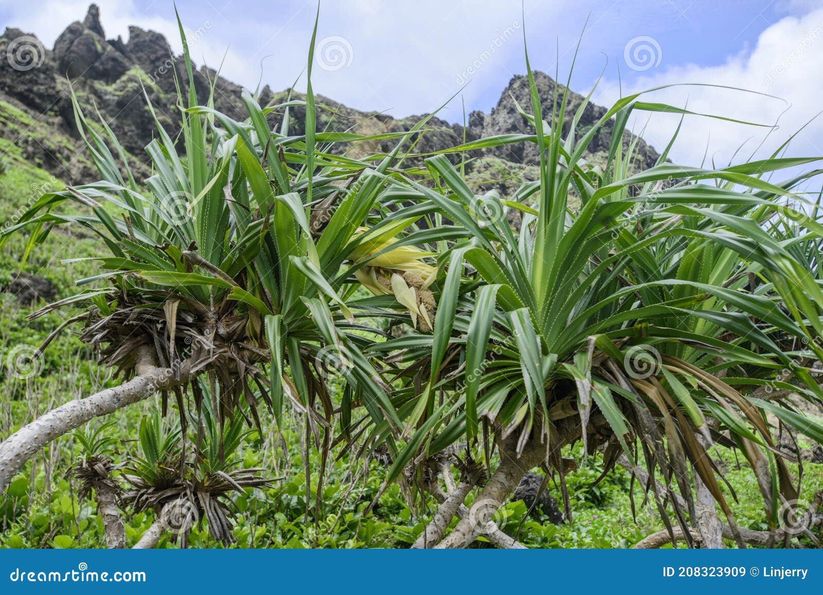 Blossom of Tropical Pandanus Plant Outdoors Stock Image - Image of ...
