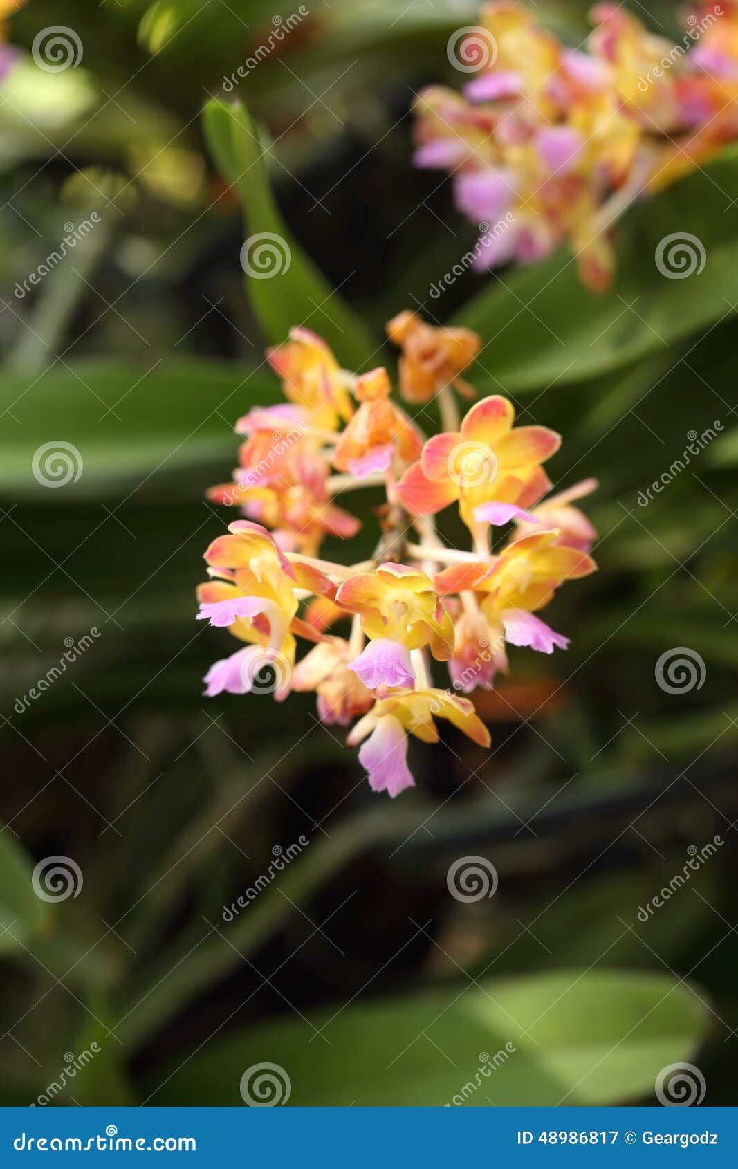 Blossom Vanda Orange Orchid Stock Image - Image of botany, blooming ...