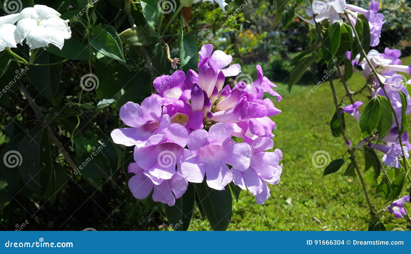 Blossom stock photo. Image of nice, blossom, flora, tropics - 91666304