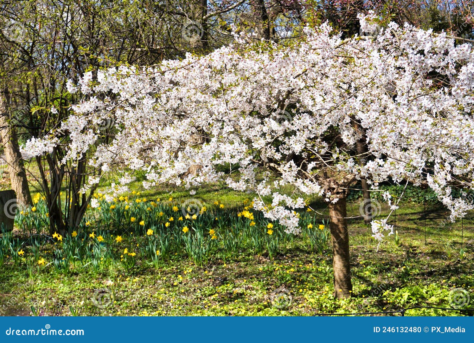 Blossom White Japanese Cherry Tree Stock Photo - Image of season ...
