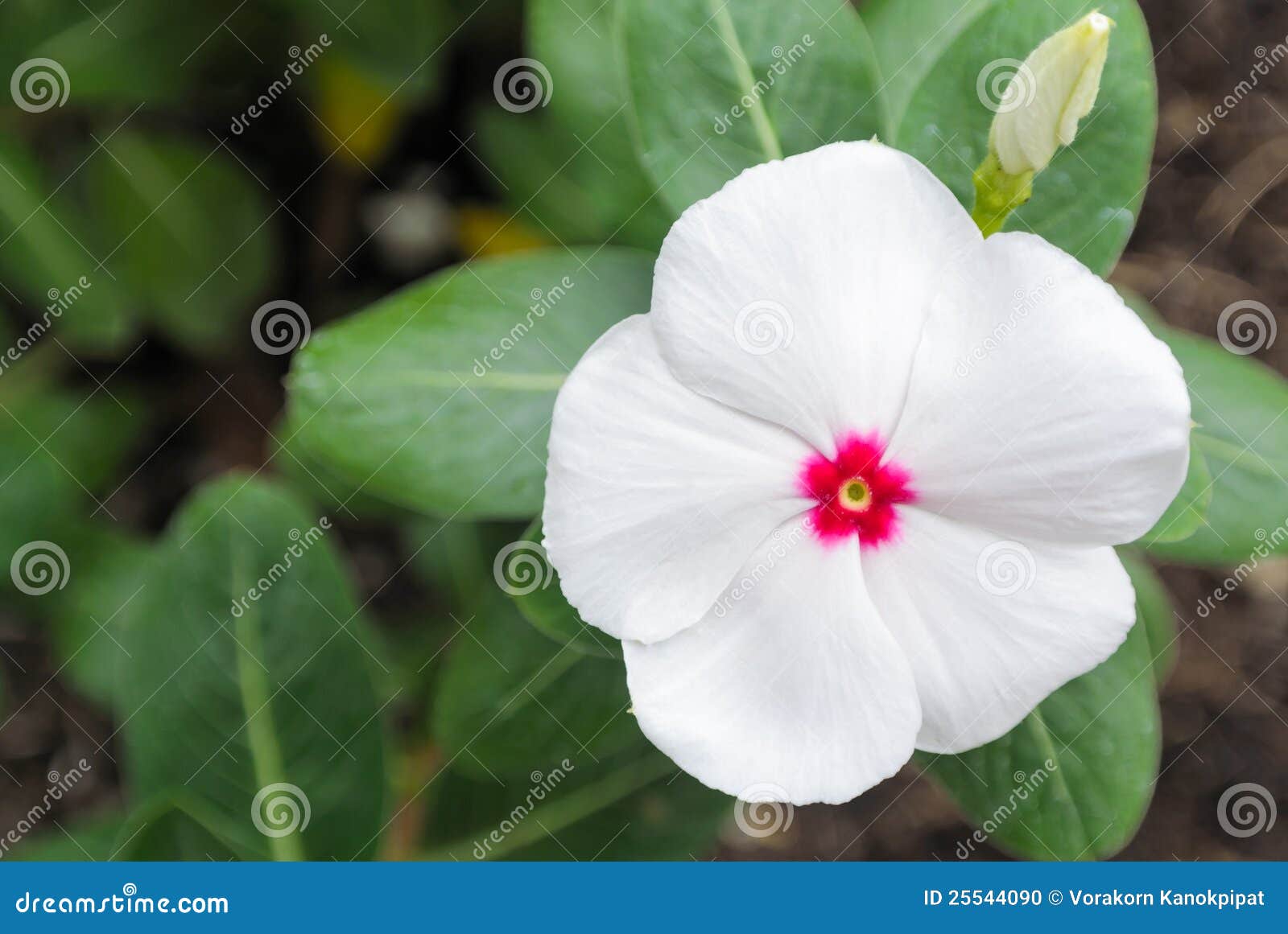 Blossom White with Pink Core Flower on Green Leaf Stock Photo - Image ...