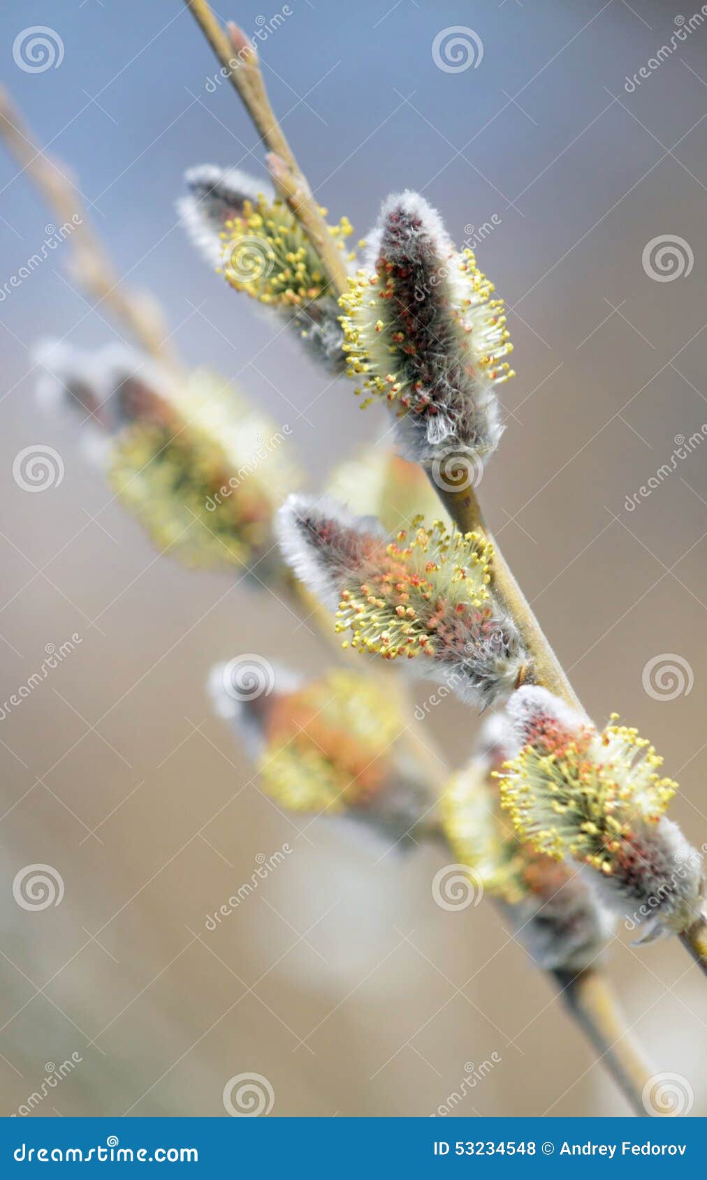 The blossom of the willow stock photo. Image of beauty - 53234548