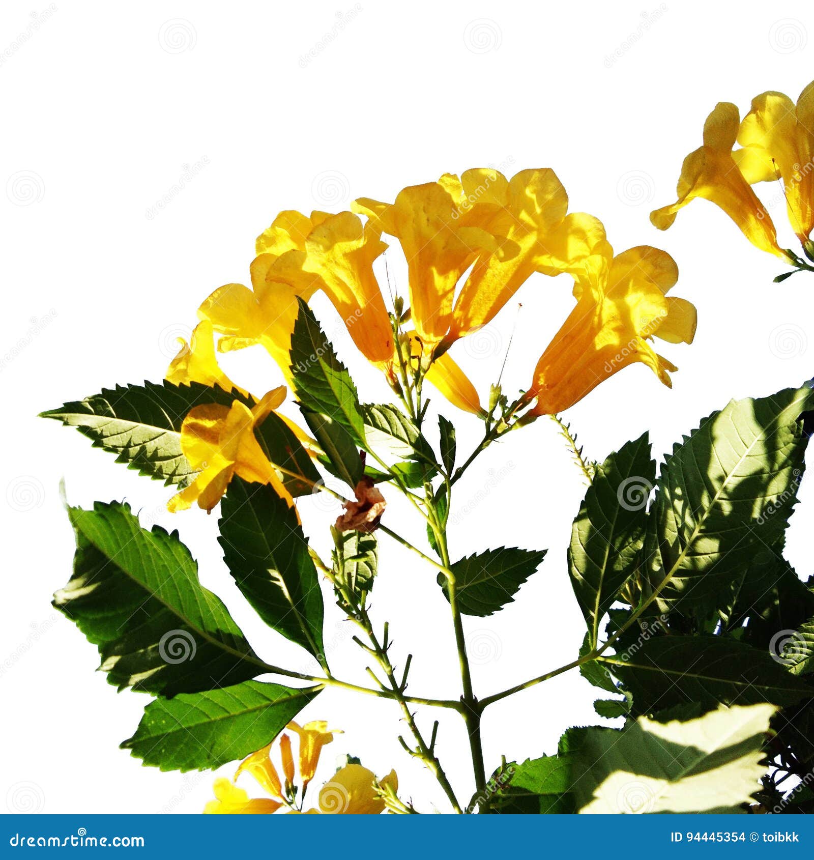 Blossom Yellow Elder Flower Stock Photo - Image of floral, growing ...