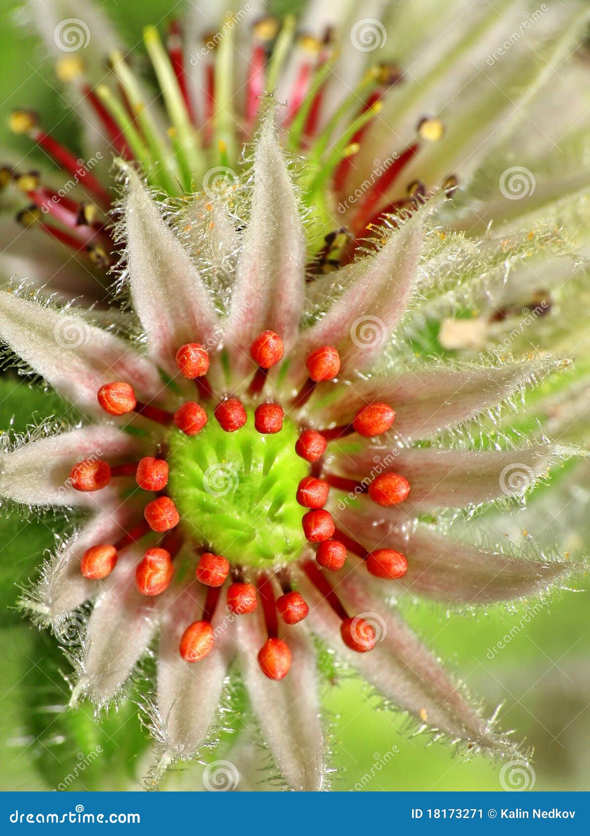 Blossomed flower stock image. Image of spring, close - 18173271