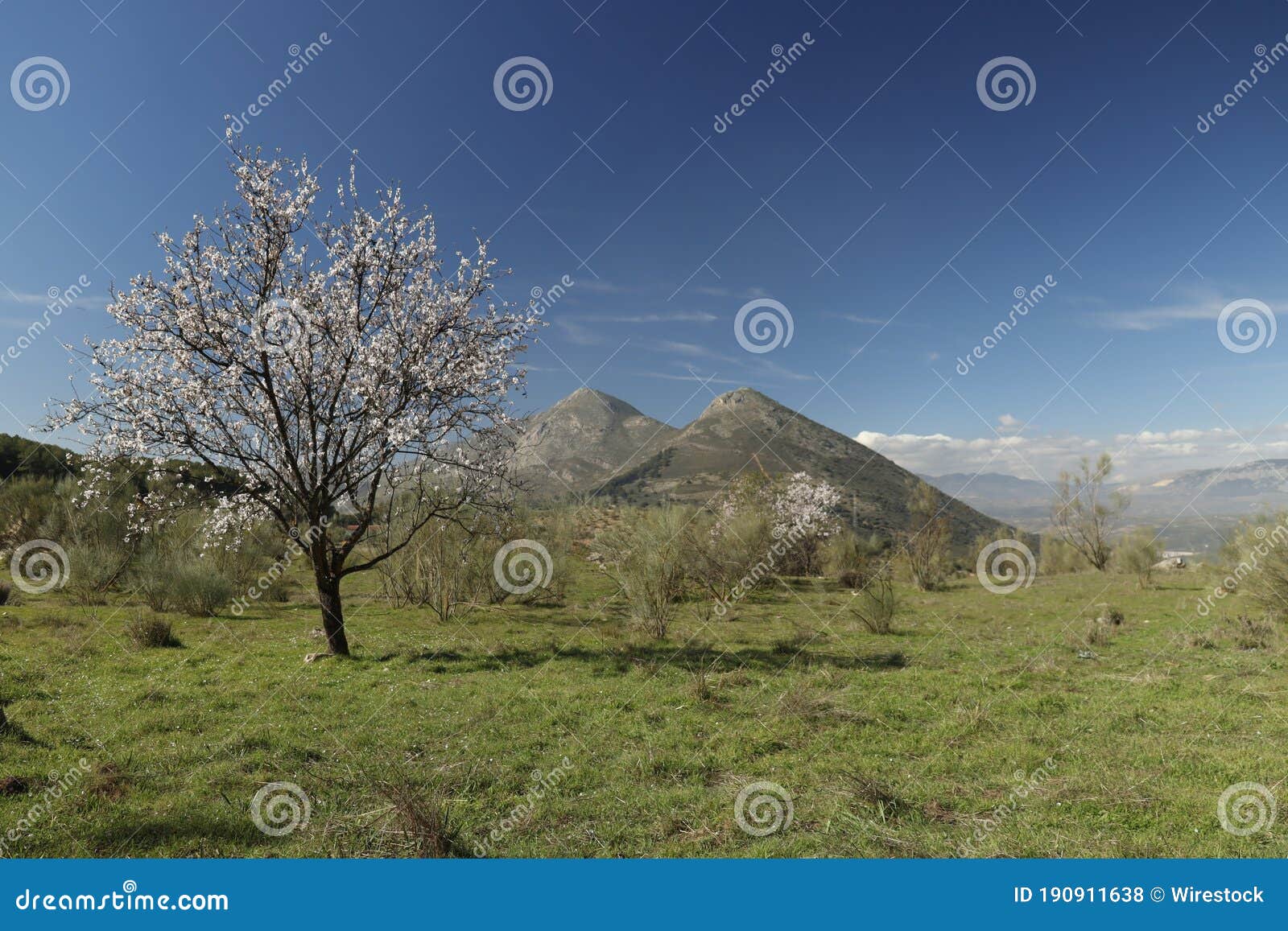Blossomed Tree in a Field with Mountains on the Background Stock Photo ...