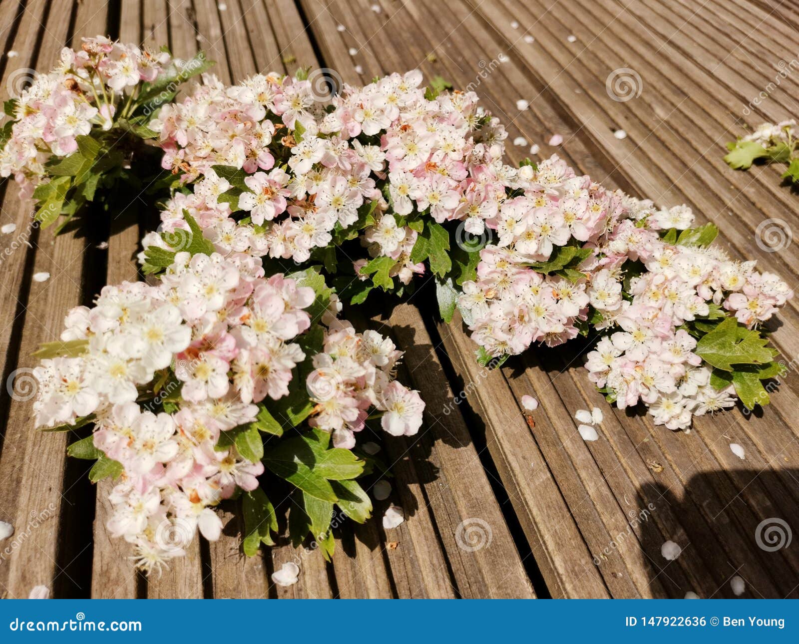 Blossomed trees stock photo. Image of blossomed, flowers - 147922636