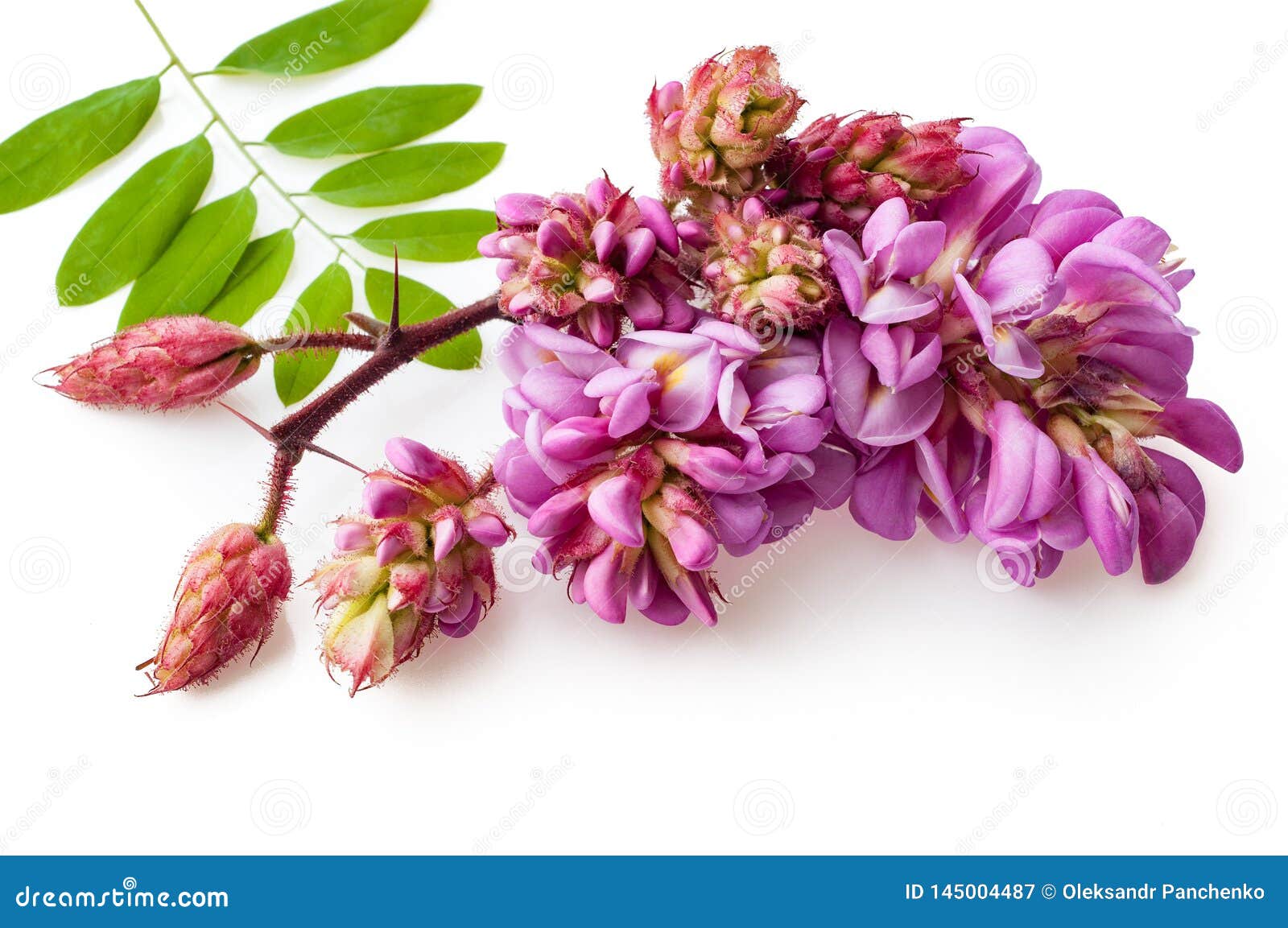 Blossoming Acacia Branch. Pink Flowers on a White Background Stock ... Blossoming Acacia Branch. Pink Flowers on a White Background Stock ...
