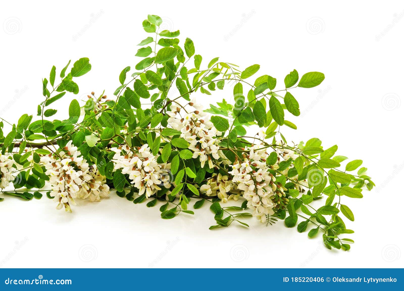 Blossoming Acacia with Leaves Stock Photo - Image of healthy, herb ...