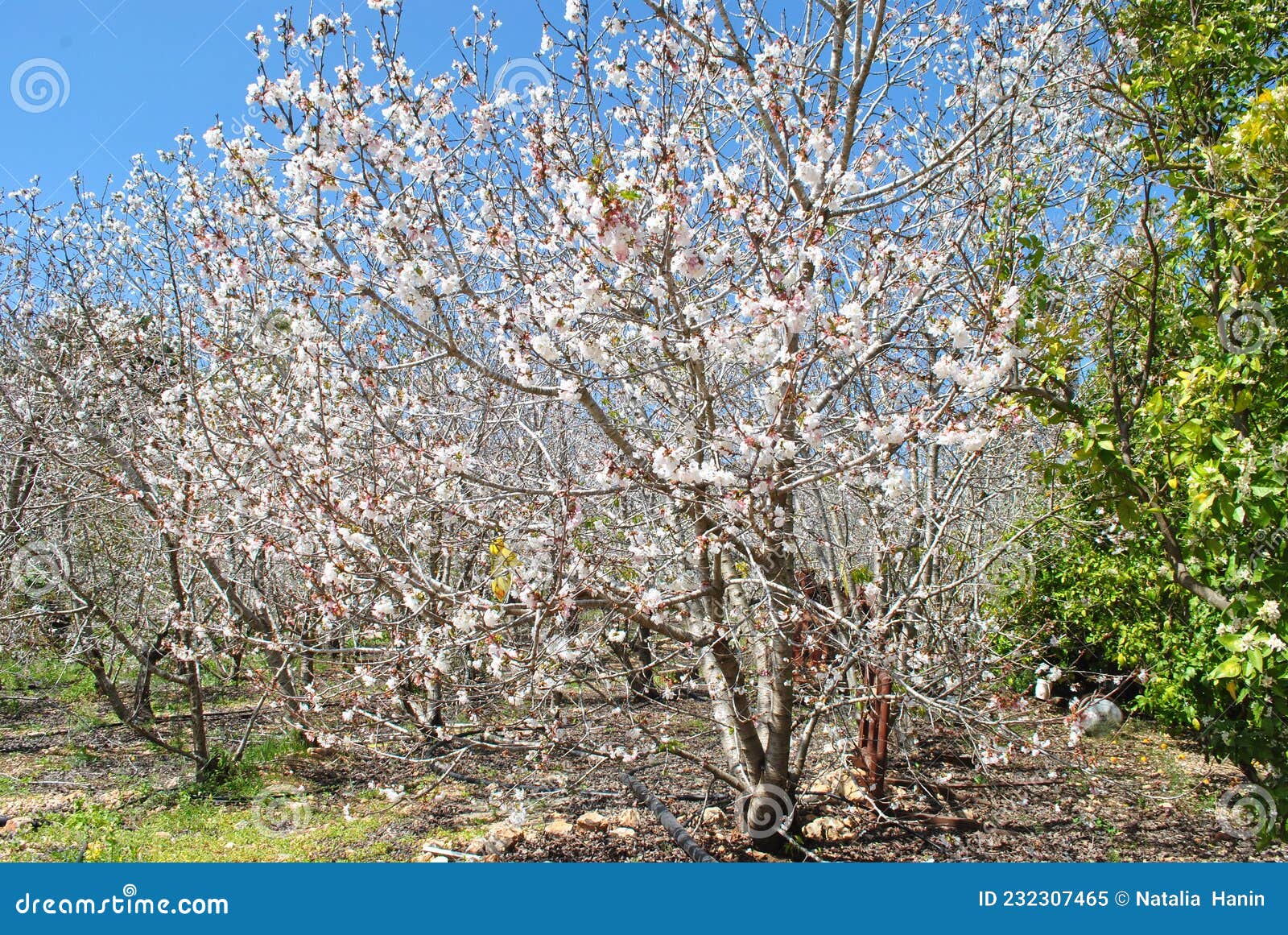 Blossoming Almond Tree in Israel Stock Image - Image of ingredient ...