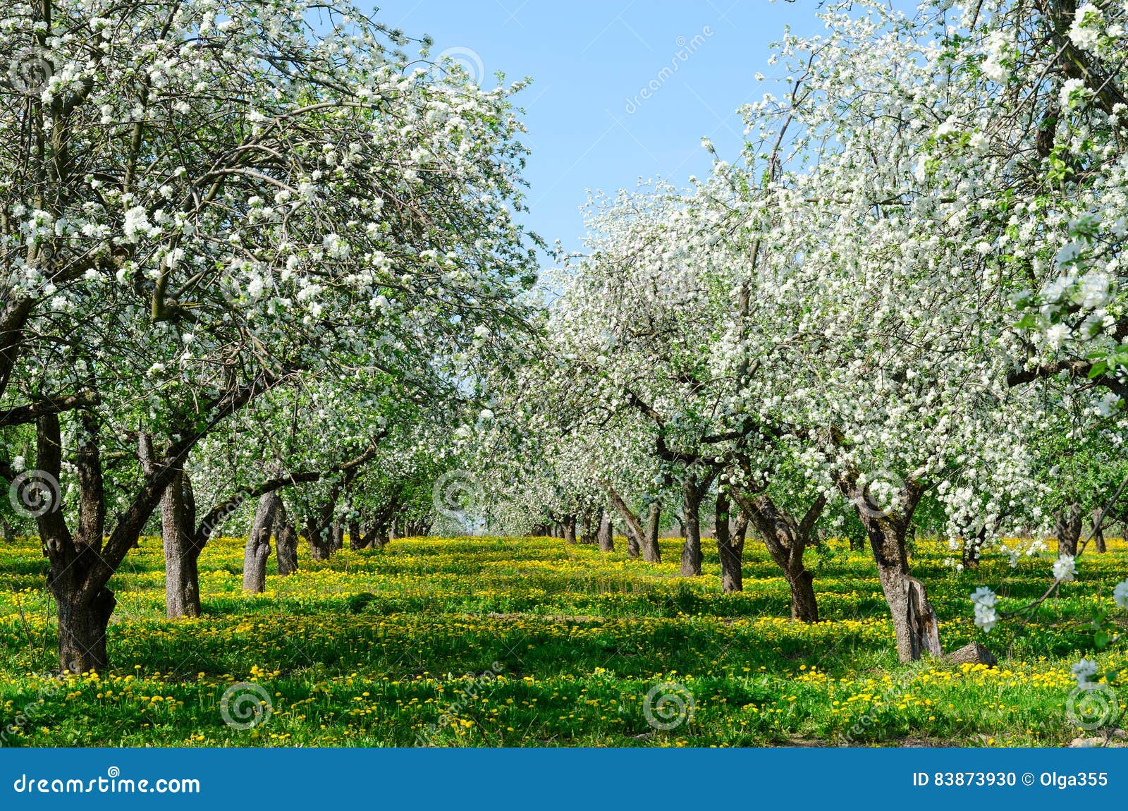 Blossoming apple orchard stock photo. Image of rustic - 83873930