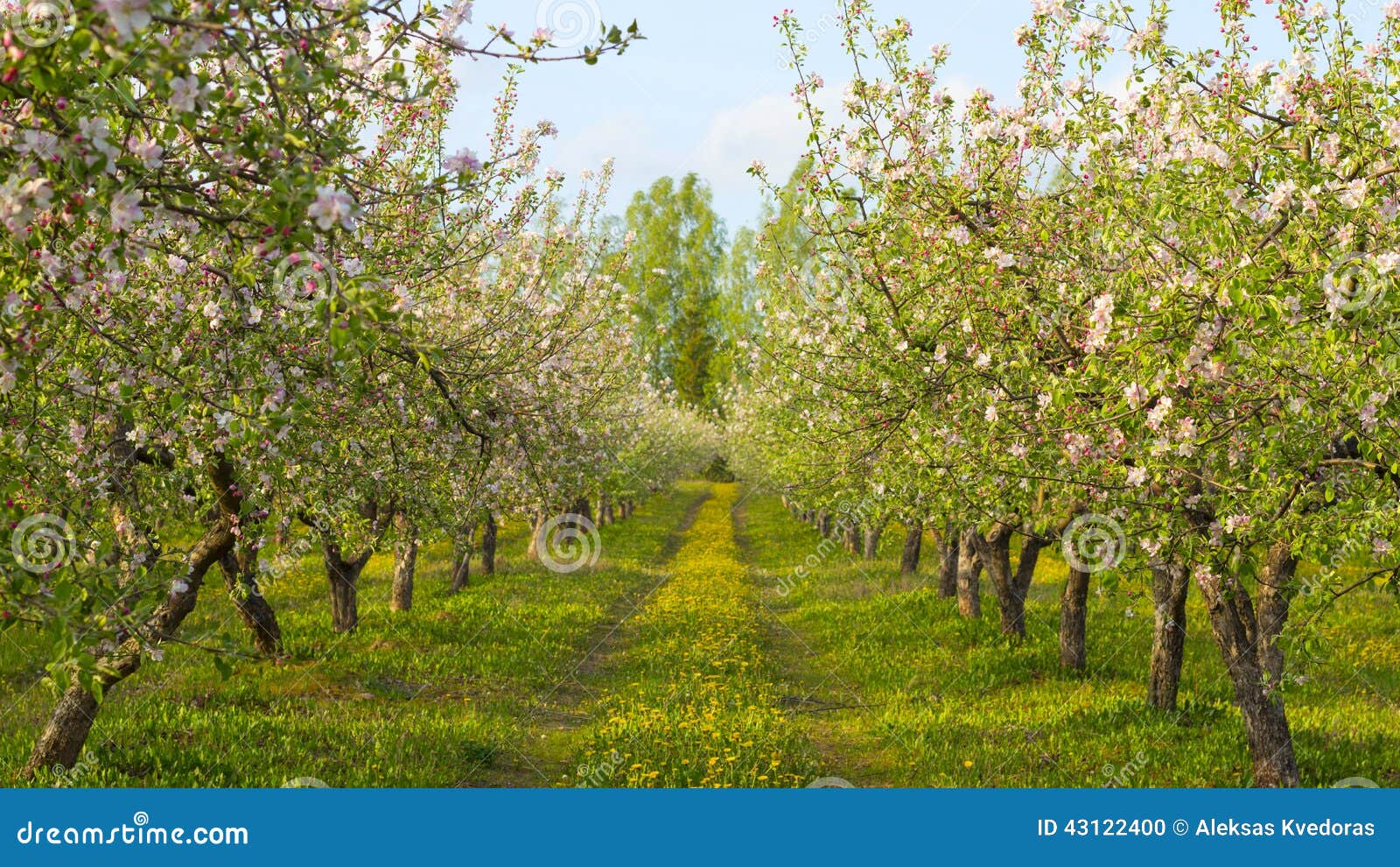 Blossoming apple orchard stock photo. Image of formal - 43122400