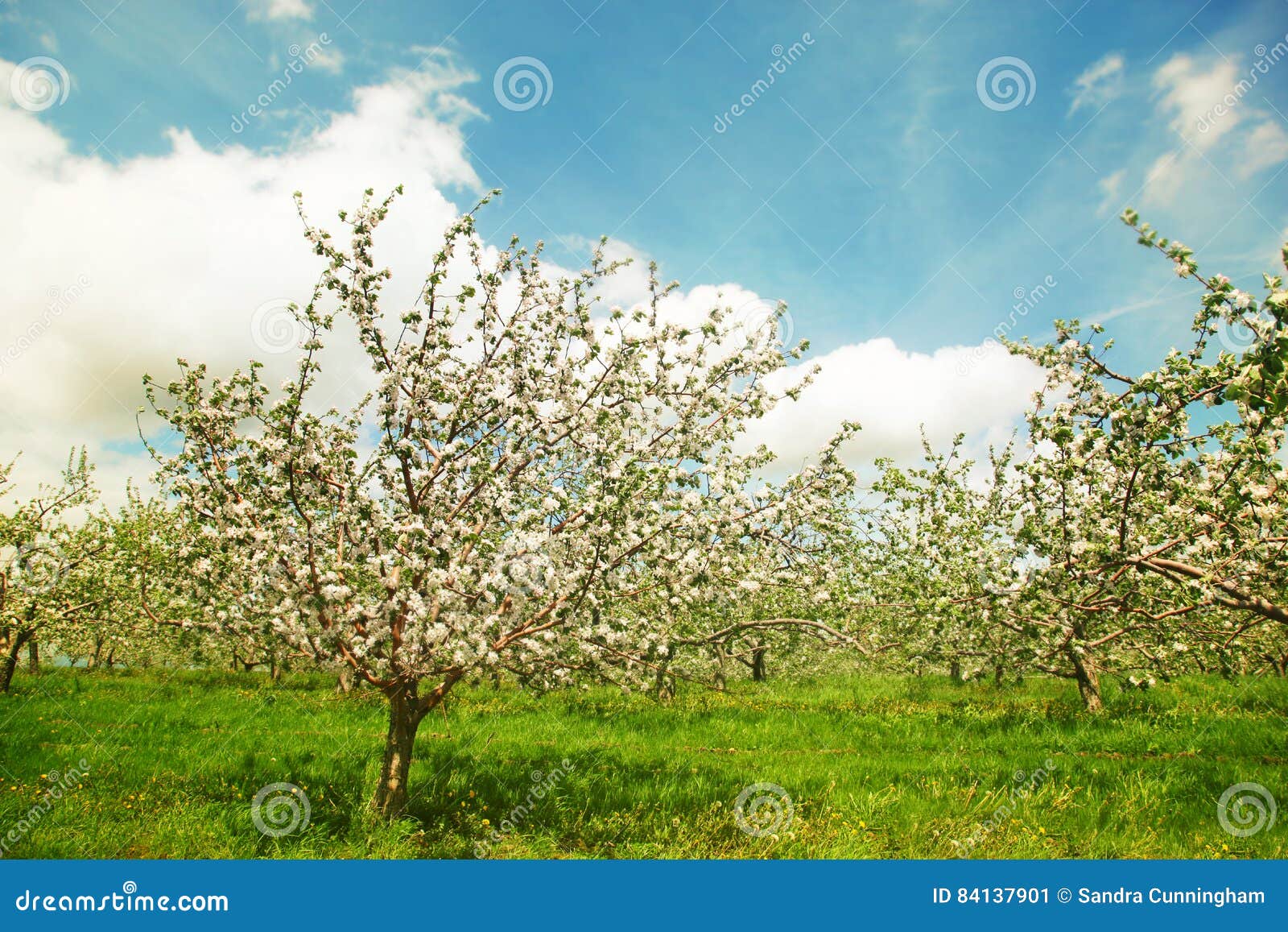 Blossoming Apple Orchard in Spring Stock Image - Image of bloom, grass ...