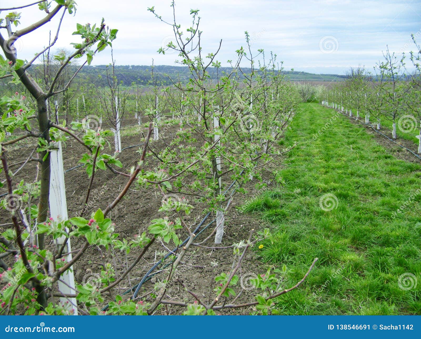 Blossoming Apple Orchard in Spring. Apple Tree. Stock Image - Image of ...