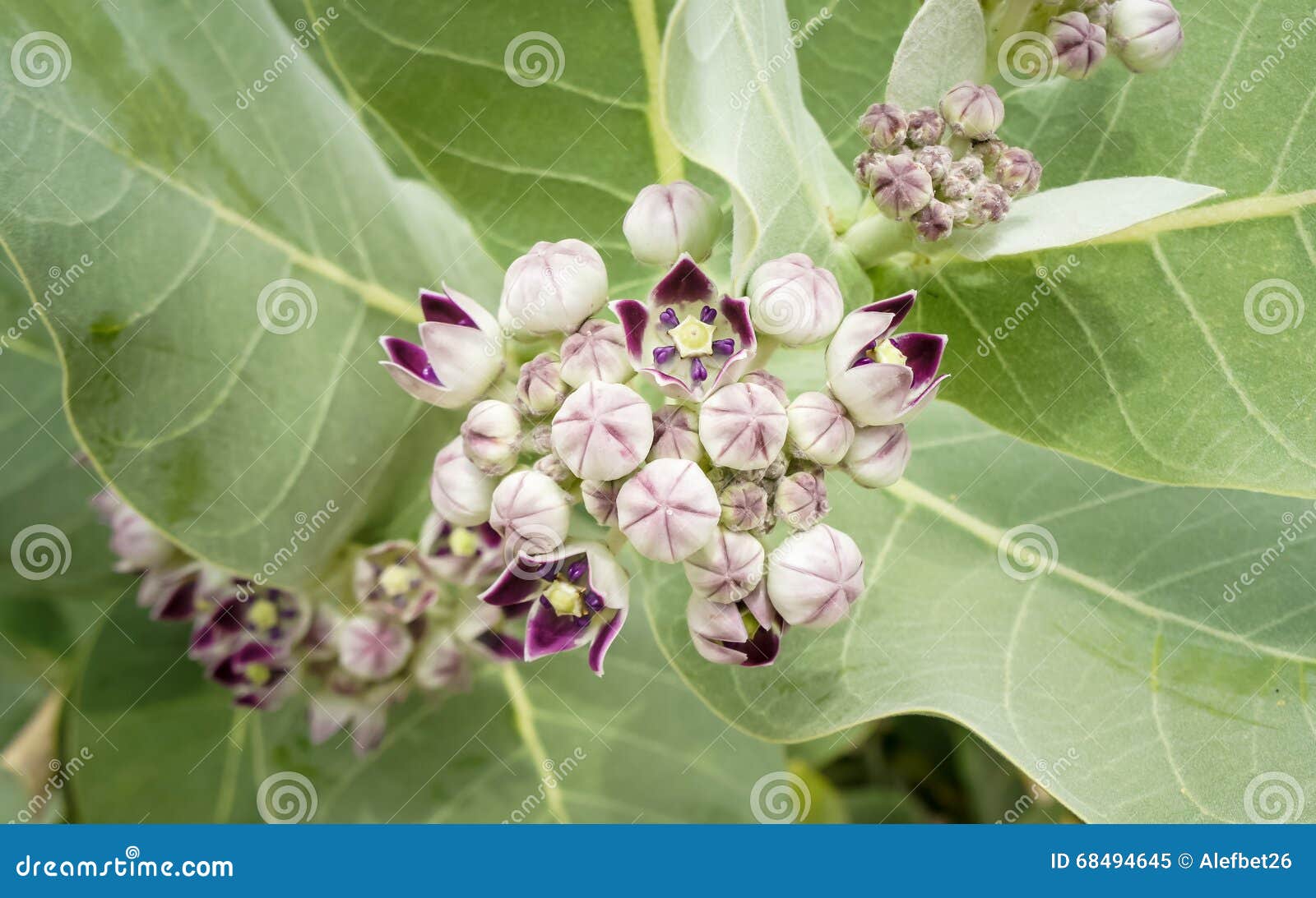 Blossoming apple of Sodom stock image. Image of desert - 68494645