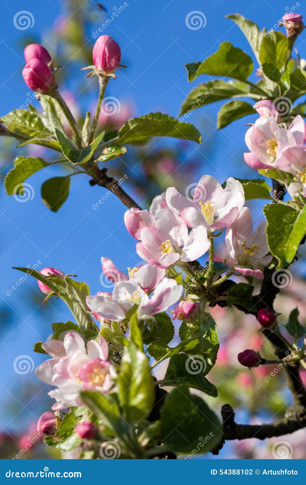 Blossoming apple in spring stock photo. Image of park - 54388102