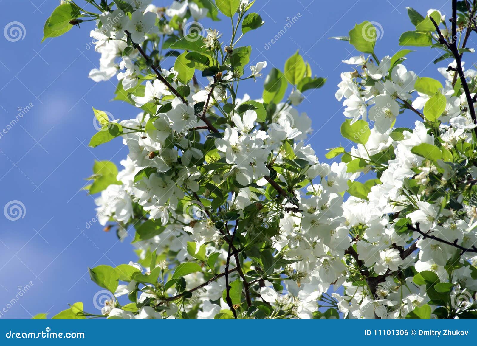 Blossoming apple tree stock photo. Image of tree, green - 11101306