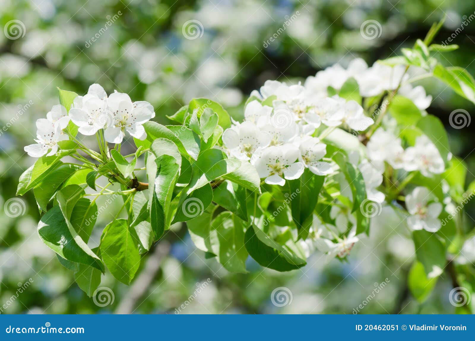 Blossoming an apple-tree stock image. Image of natural - 20462051