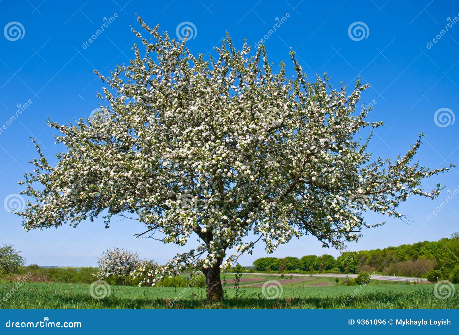 Blossoming apple tree stock photo. Image of flora, nature - 9361096