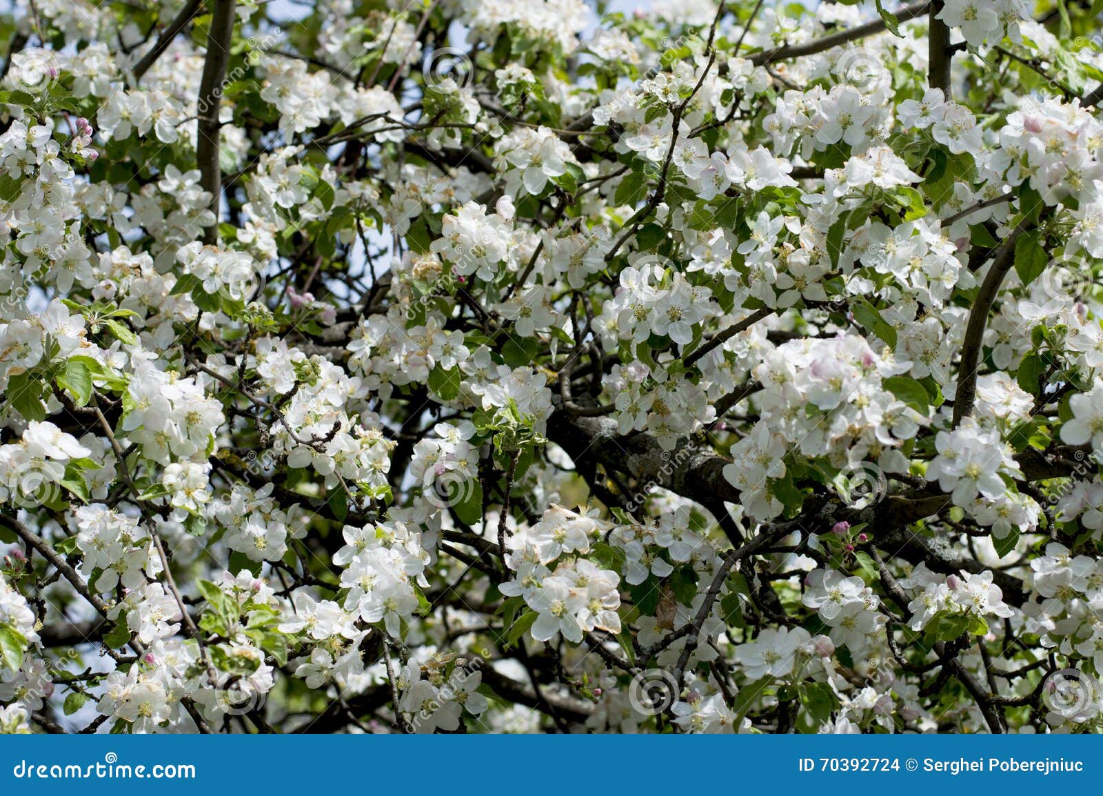 The Blossoming Apple-tree in April Stock Photo - Image of macro, blue ...