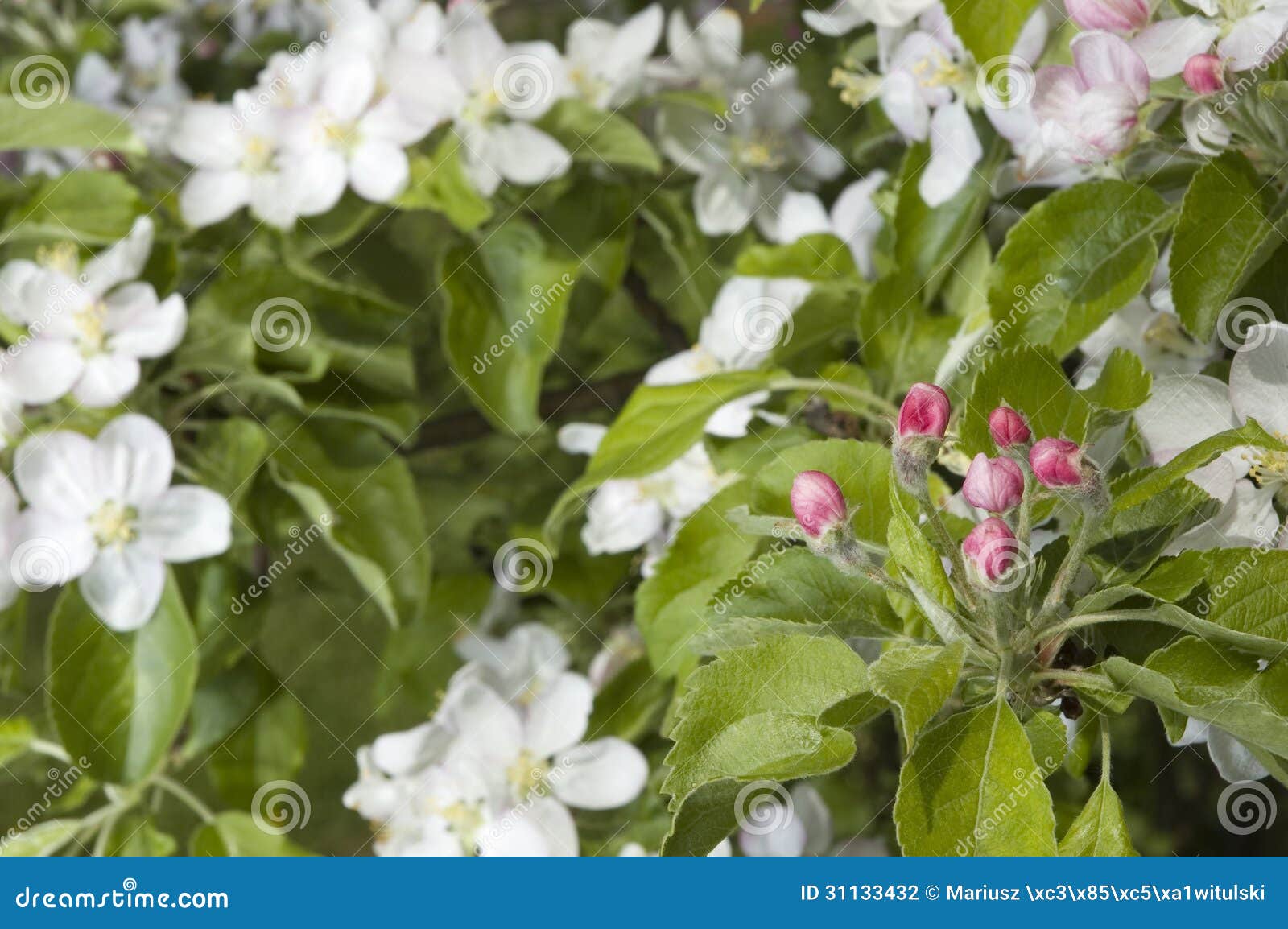 Blossoming apple tree stock photo. Image of petal, branch - 31133432