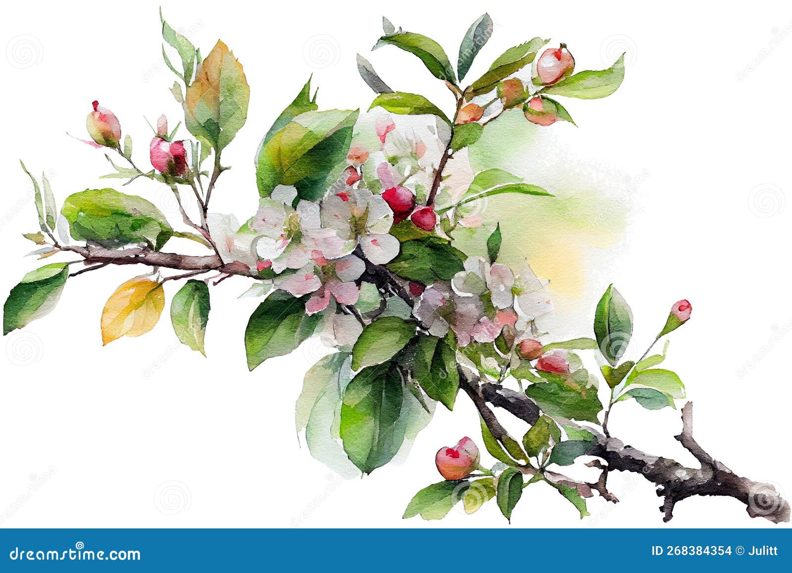 Blossoming Apple Tree Branch in Spring, Watercolor Drawing on a White ...