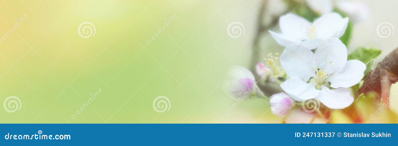 Blossoming Apple Tree Branches in Spring. Beautiful Spring Background ...