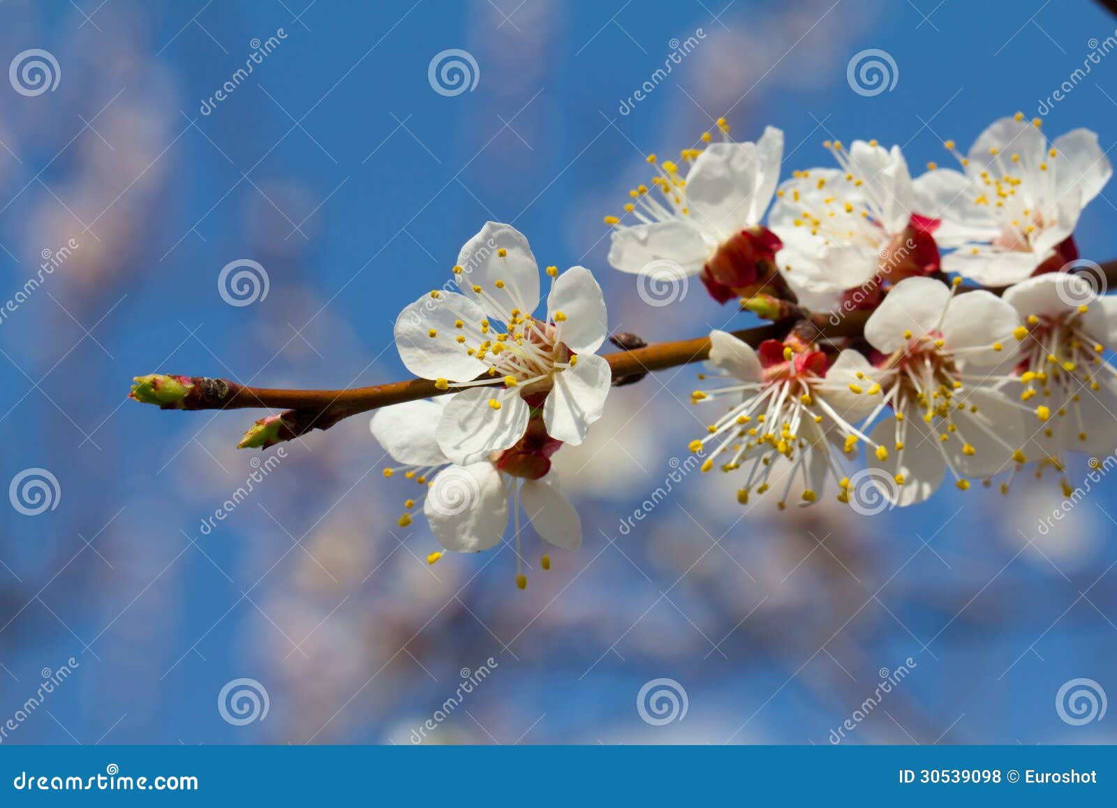Blossoming Apple Tree Brunch with White Flowers on Grange Dark B Stock ...